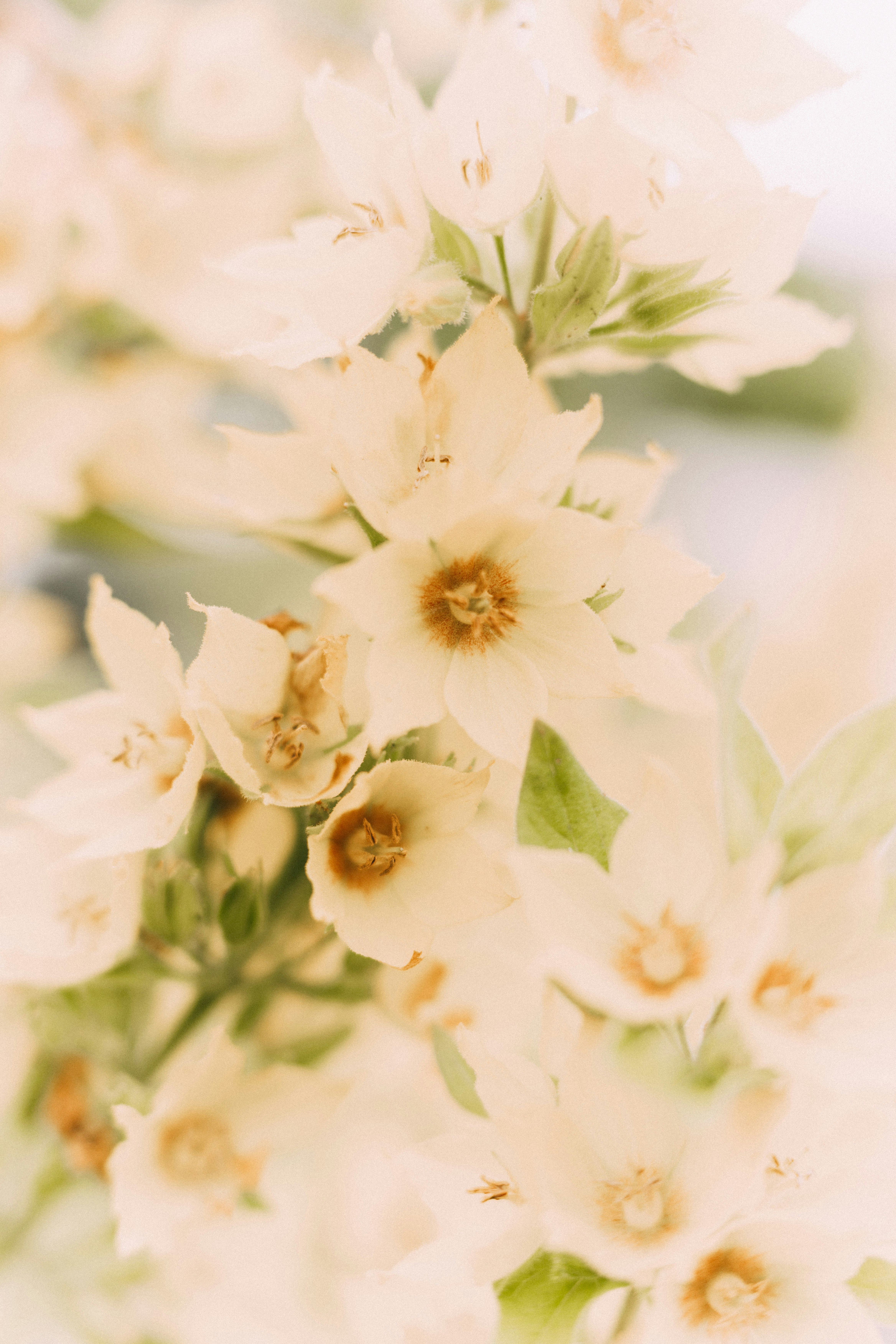 Soft Golden Blooms in Gentle Backlight