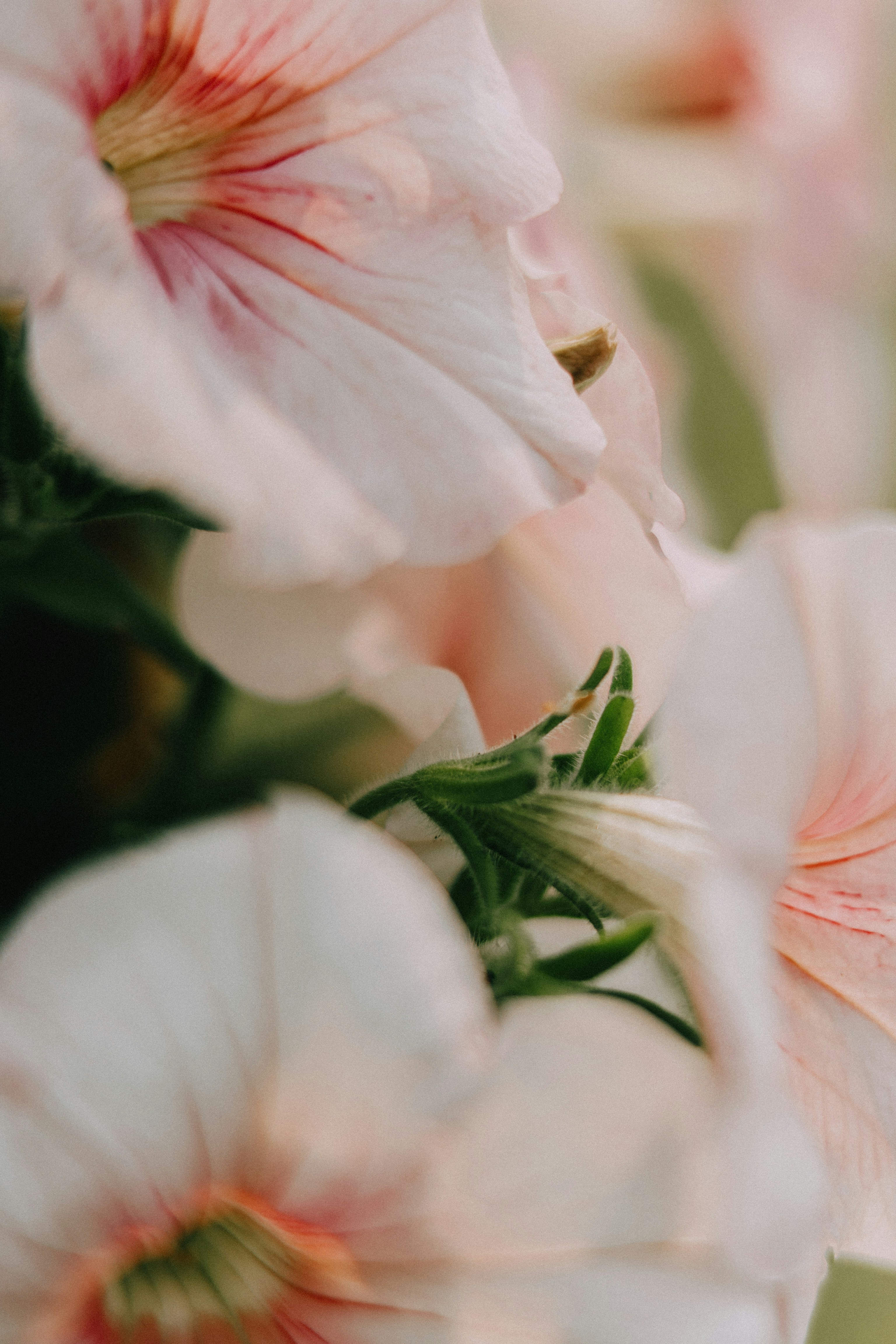 Soft Petals in Focus: Delicate Blossoms on a Gentle Bloom