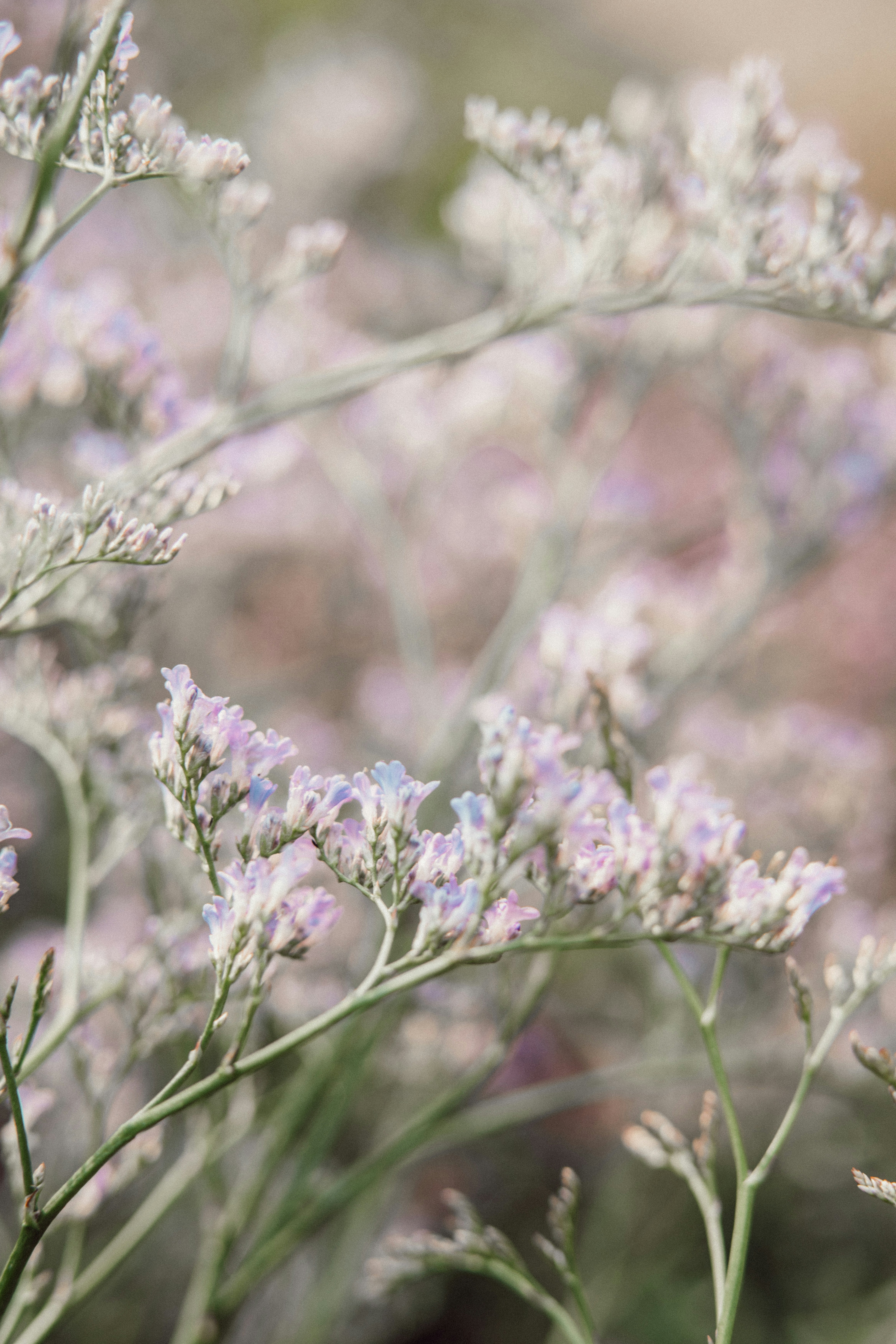 Soft Lavender Whispers in a Field
