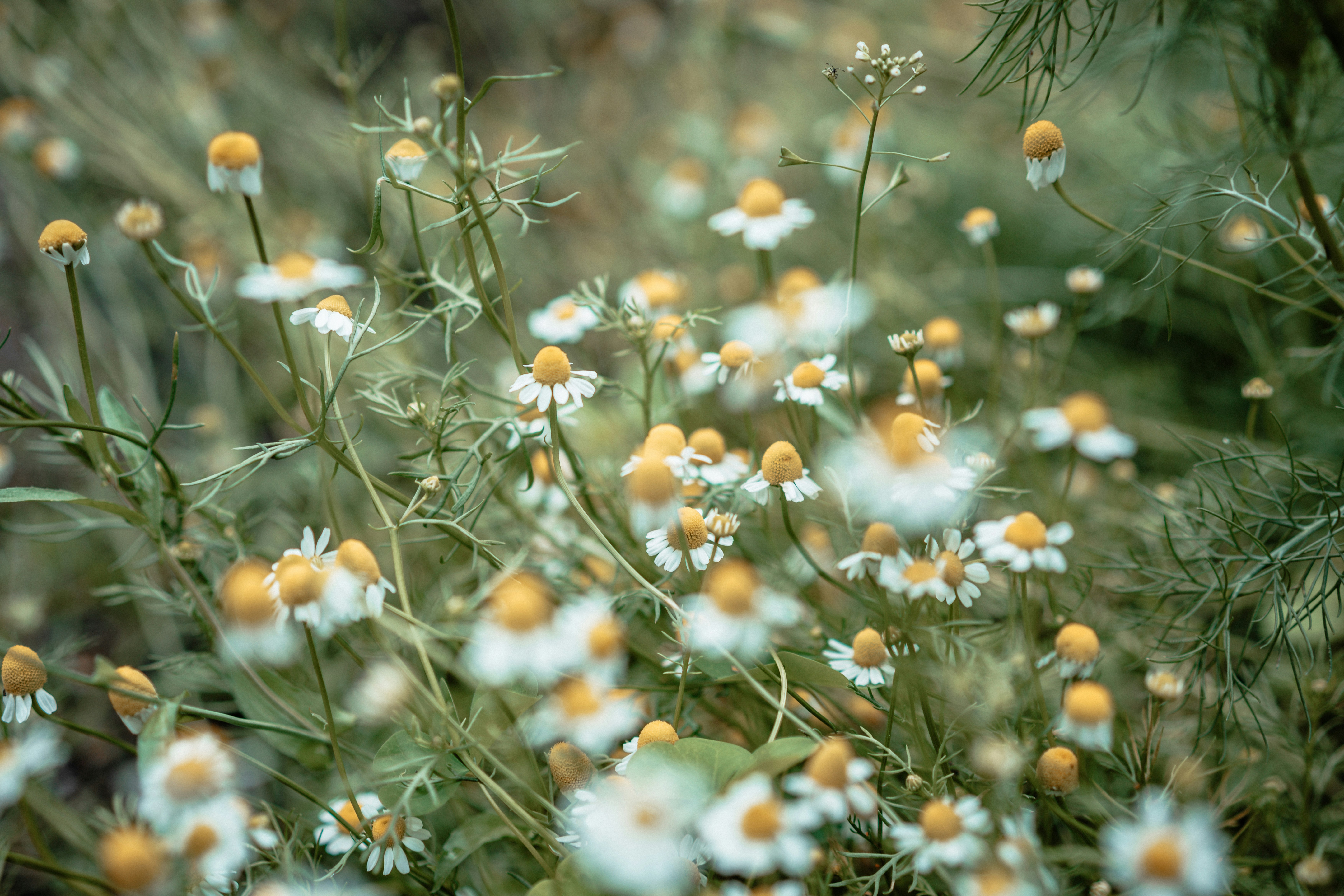 Daisy Field in Gentle Blur: Soft Focus Amid Wildflowers