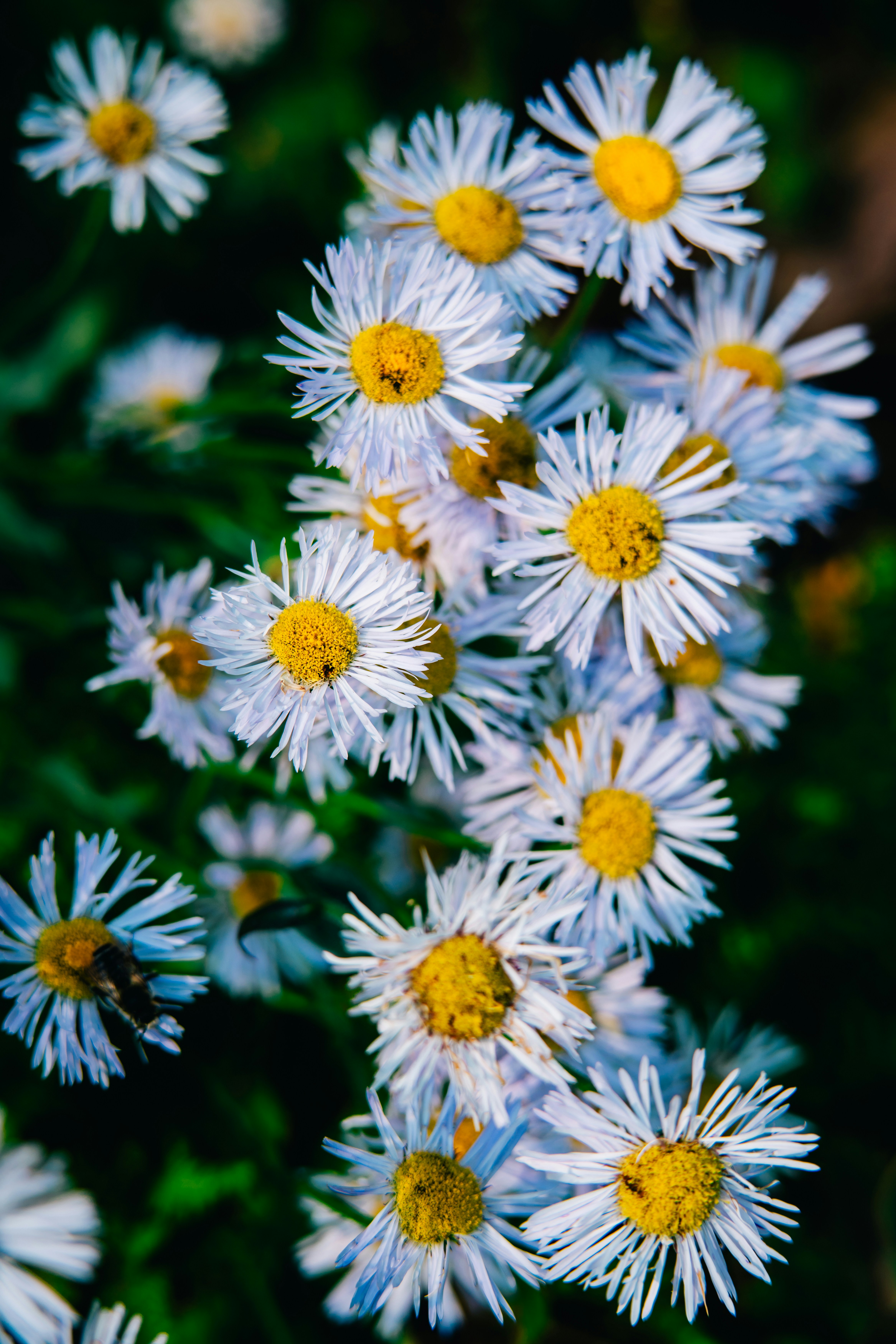 Sunlit Daisies in a Velvet Green Patch