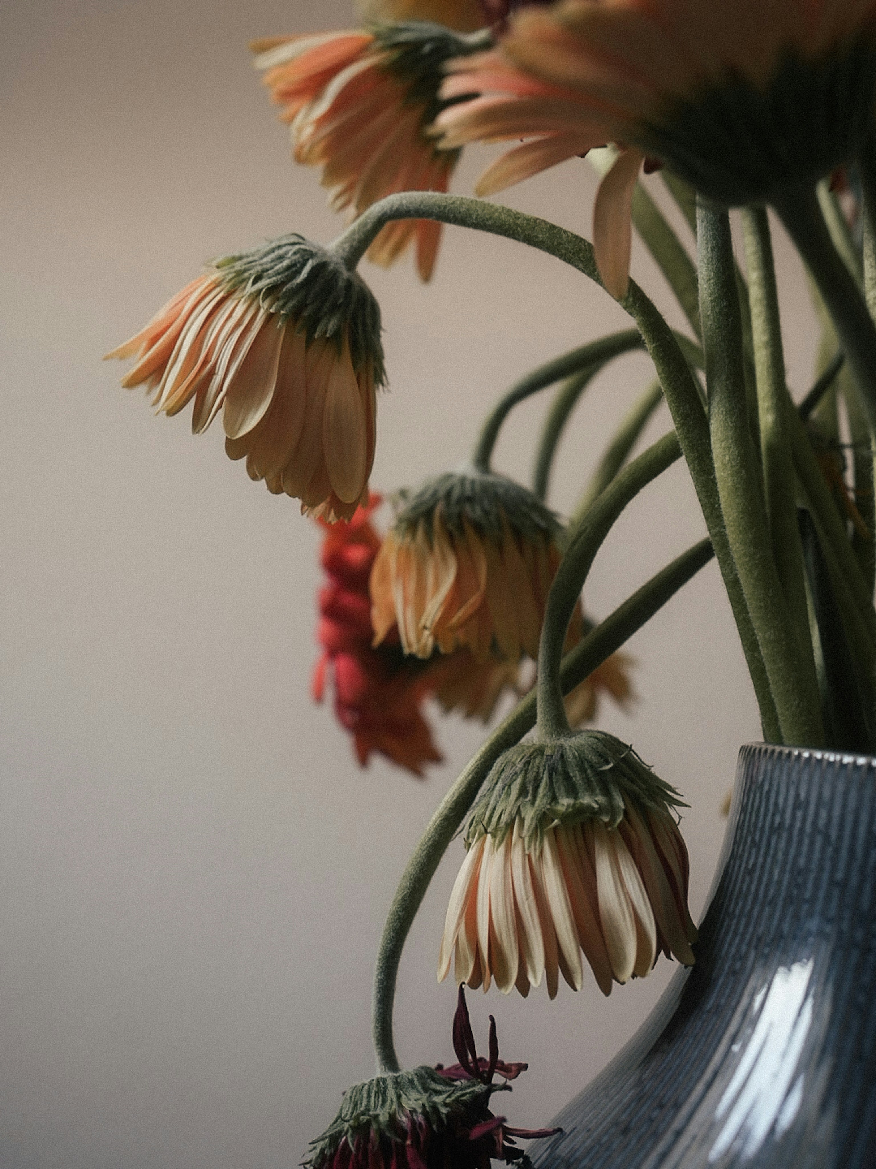Dried Florals in Quiet Light