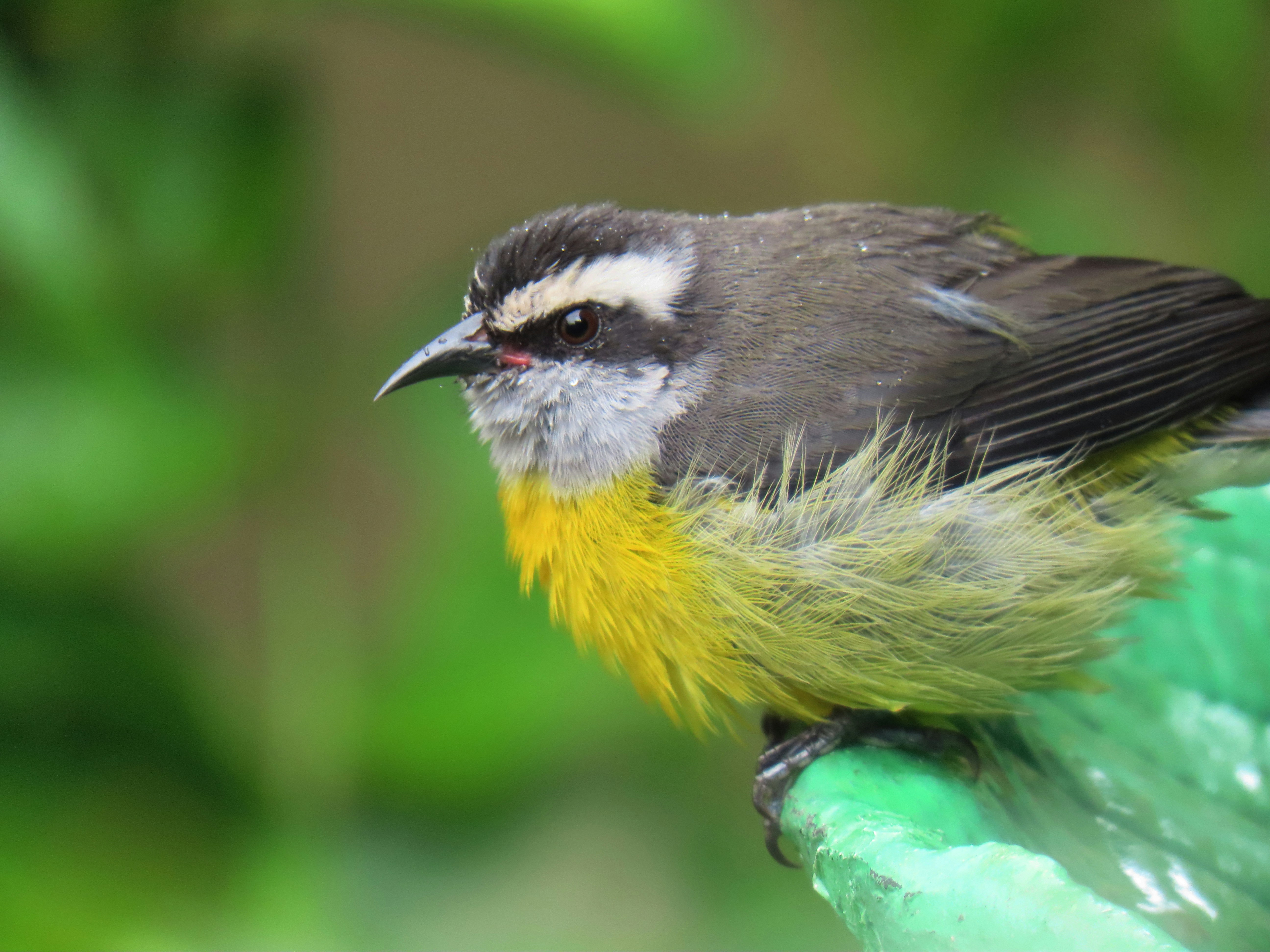 Yellow-Throated Warbler in Green Backdrop