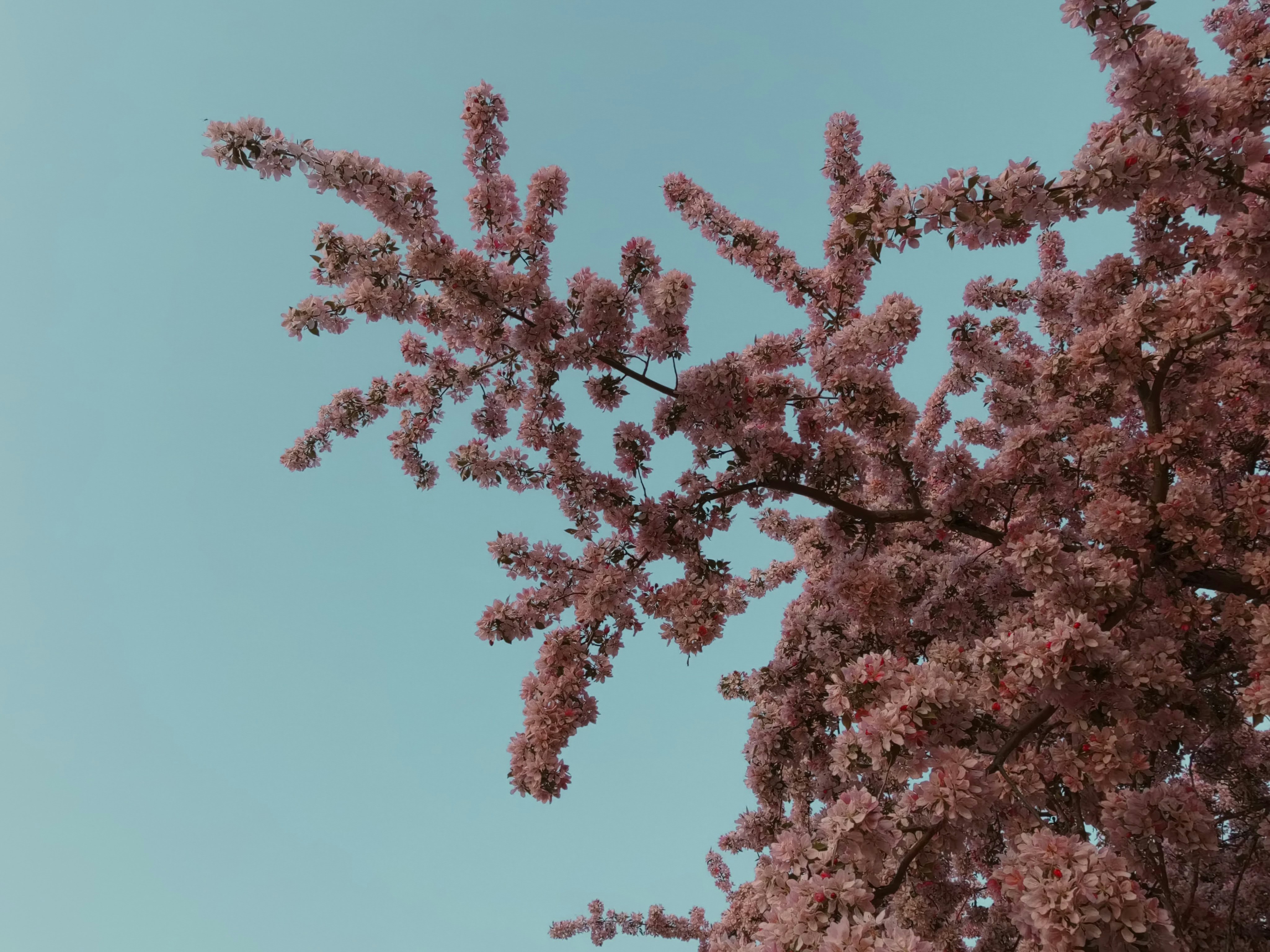 Blossoms in a Clear Crest: A Cherry Tree Frame against Sky