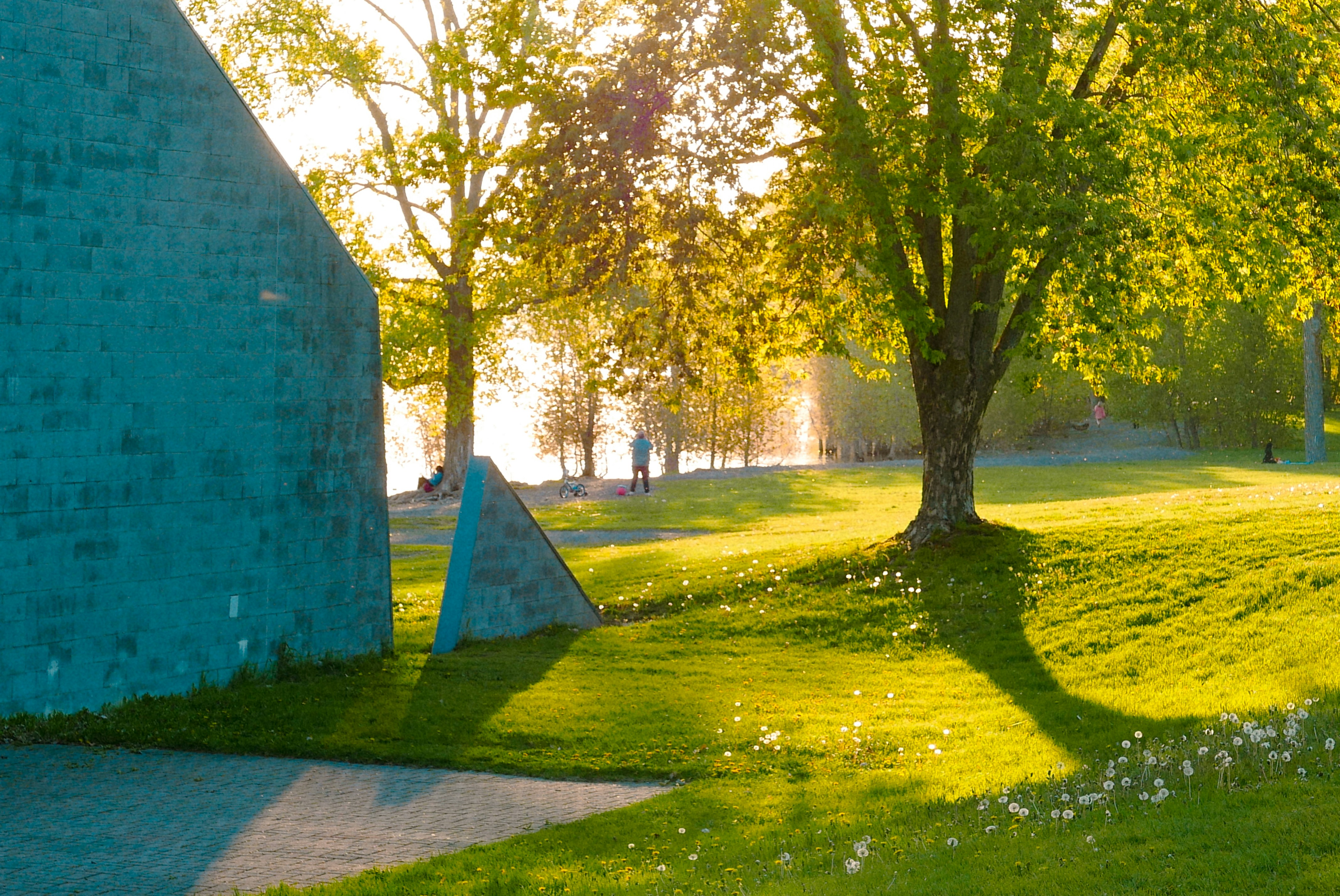 Golden Hour at the Park: Sunlit Tree and Sculpted Lawn