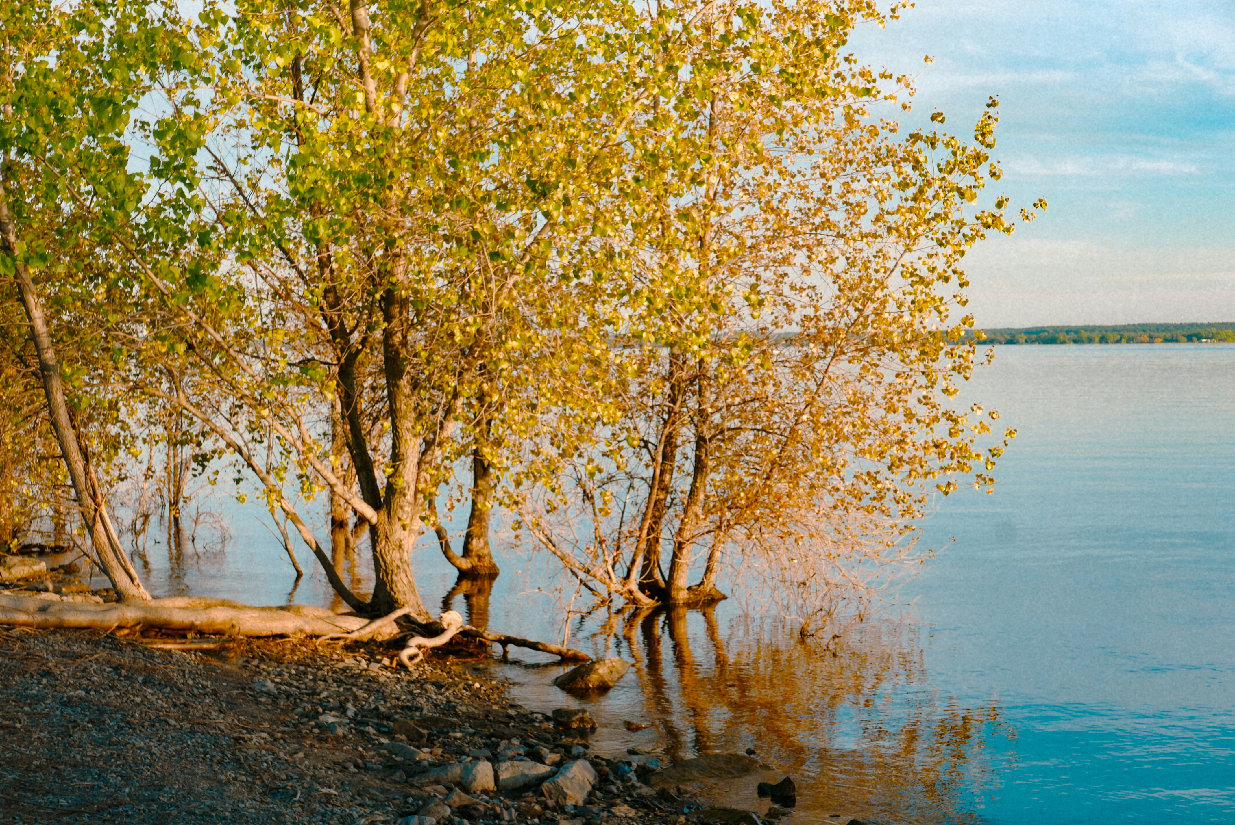 Sunlit trees at the water's edge on a calm lakeshore