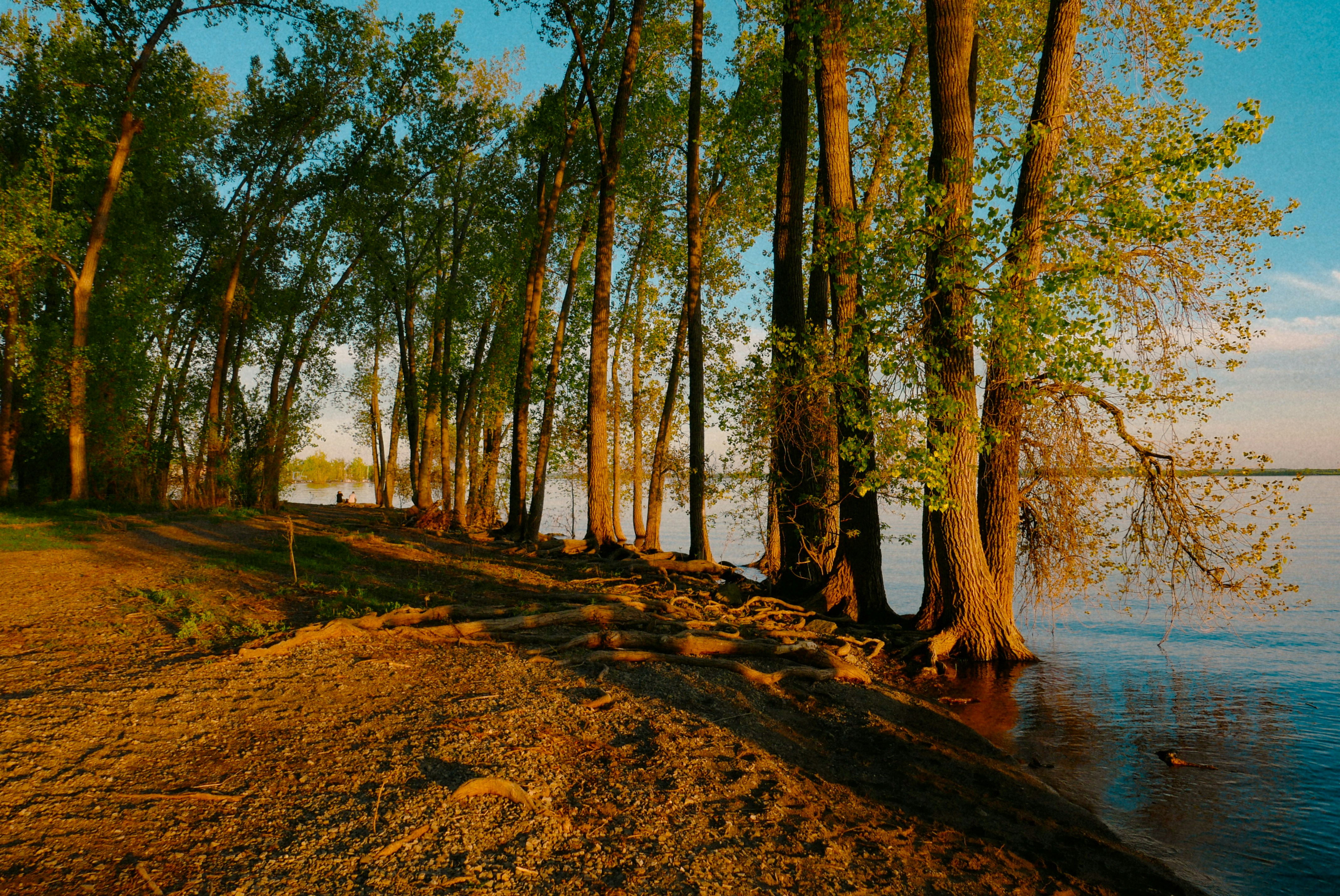 Sunlit shoreline grove by a tranquil lake