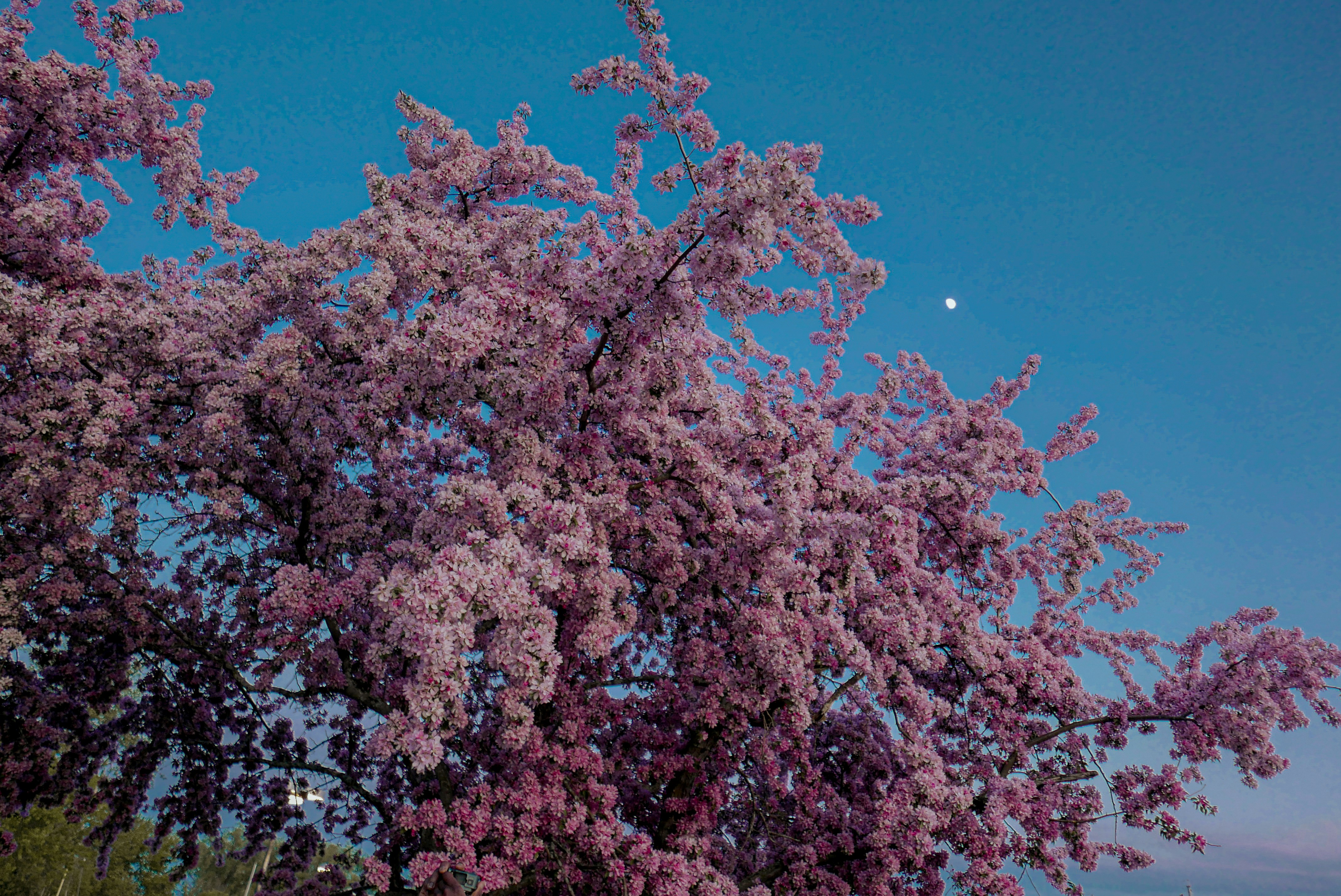 Blossom canopy under a clear afternoon sky