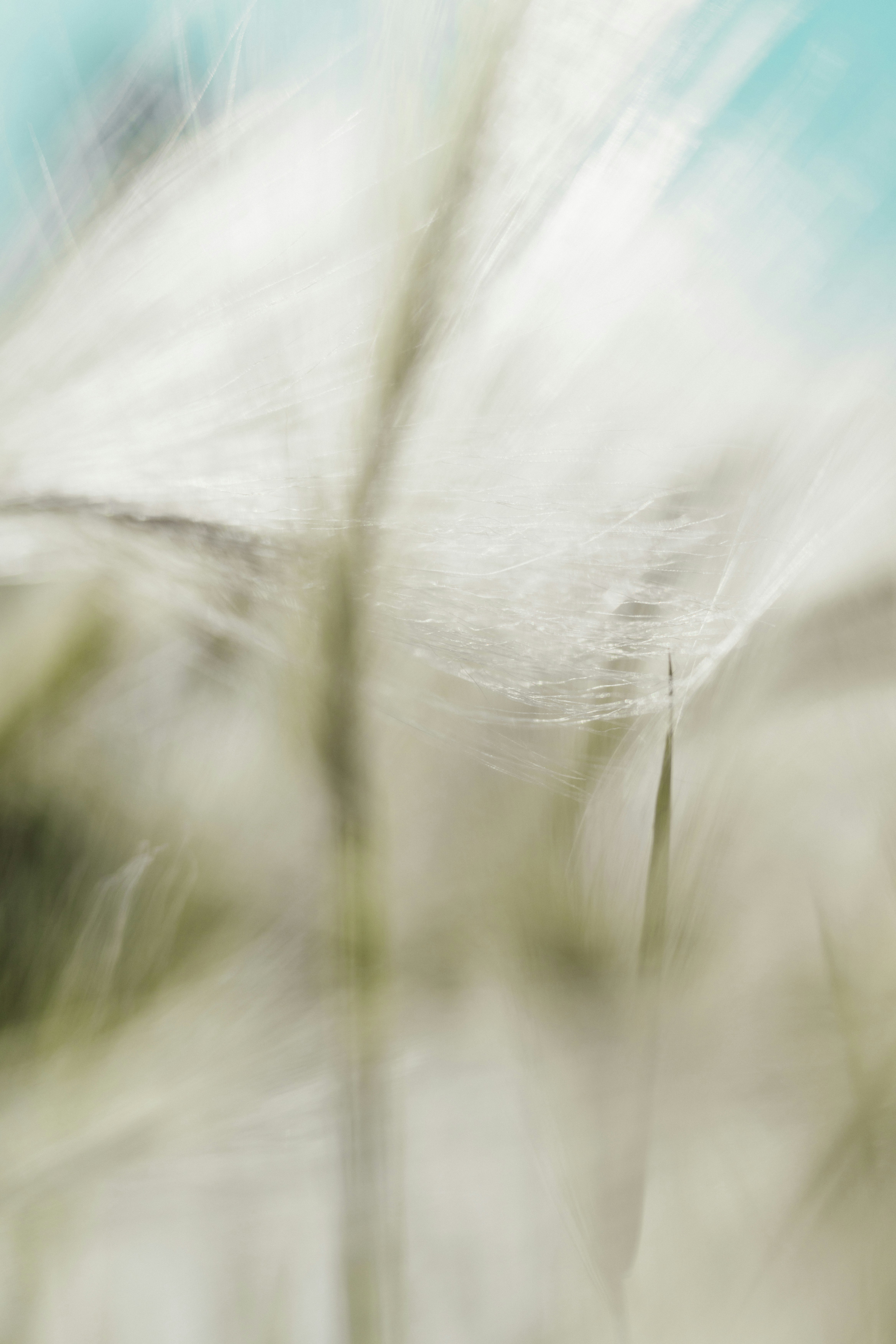 Soft Turbulence: Delicate Grass Blades in Dreamlike Blur