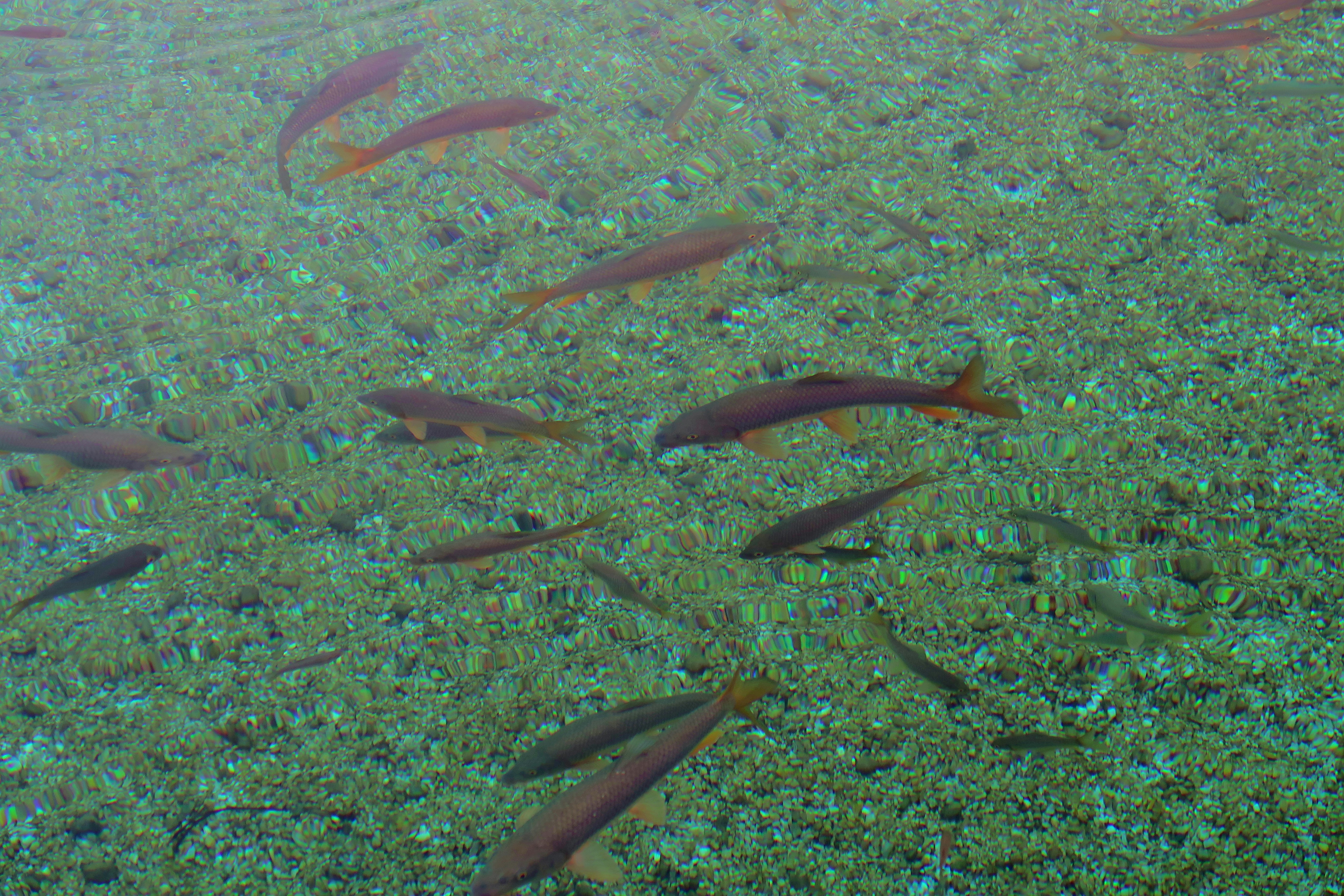 School of small reef fish drift over a gravel seabed
