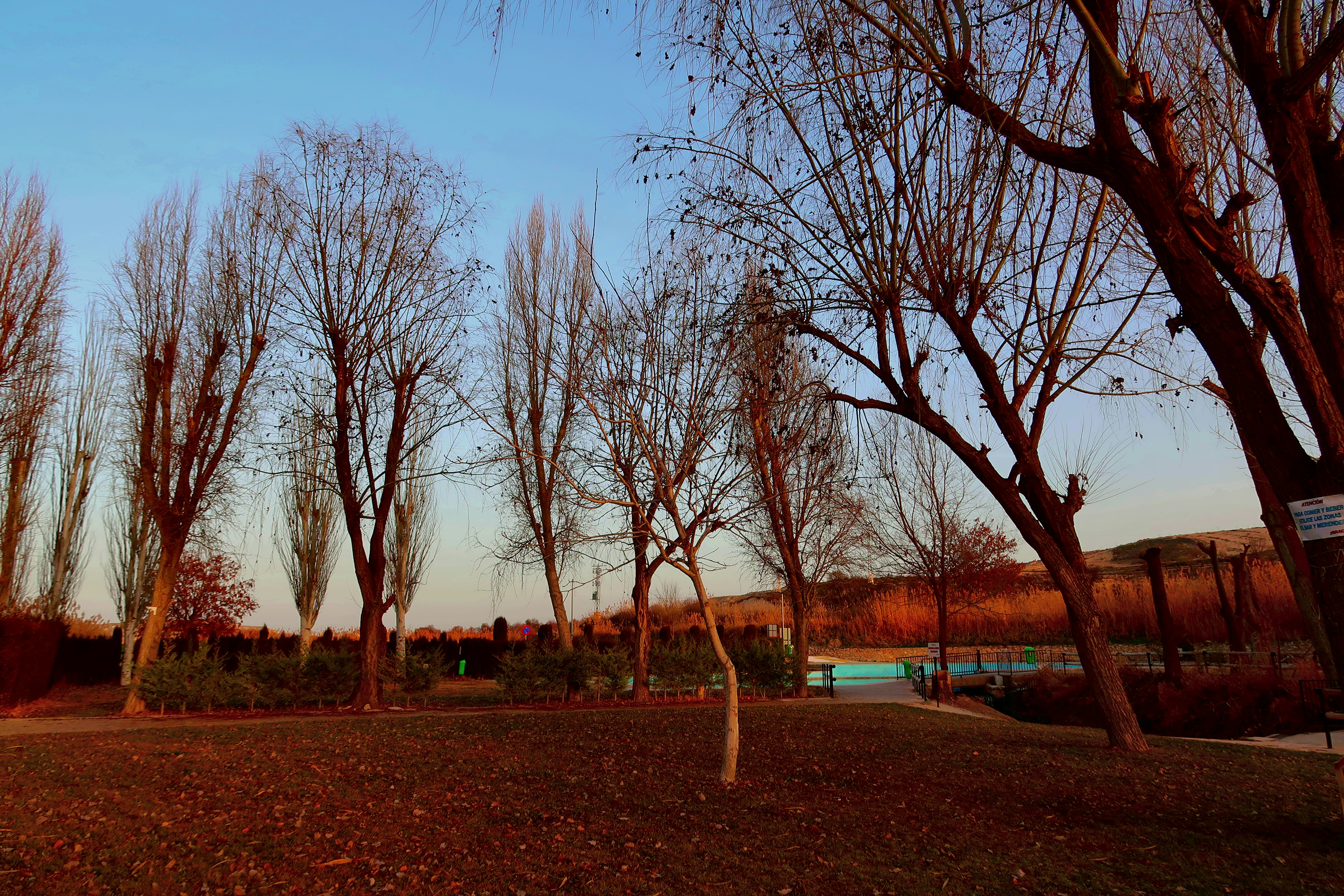 Evening Park Expanse Under Bare Branches