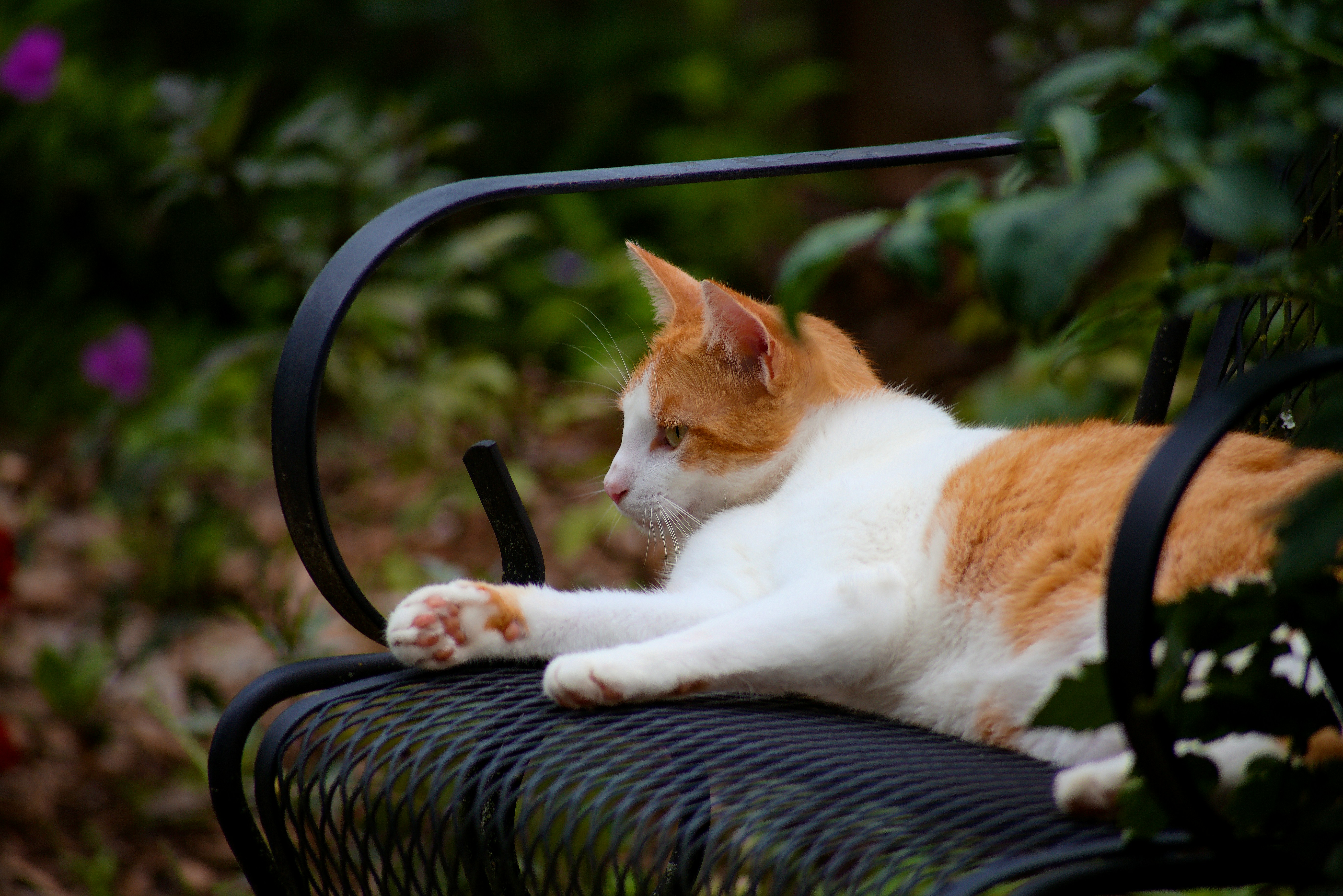 Cozy Orange-White Cat Lounges Across a Garden Bench