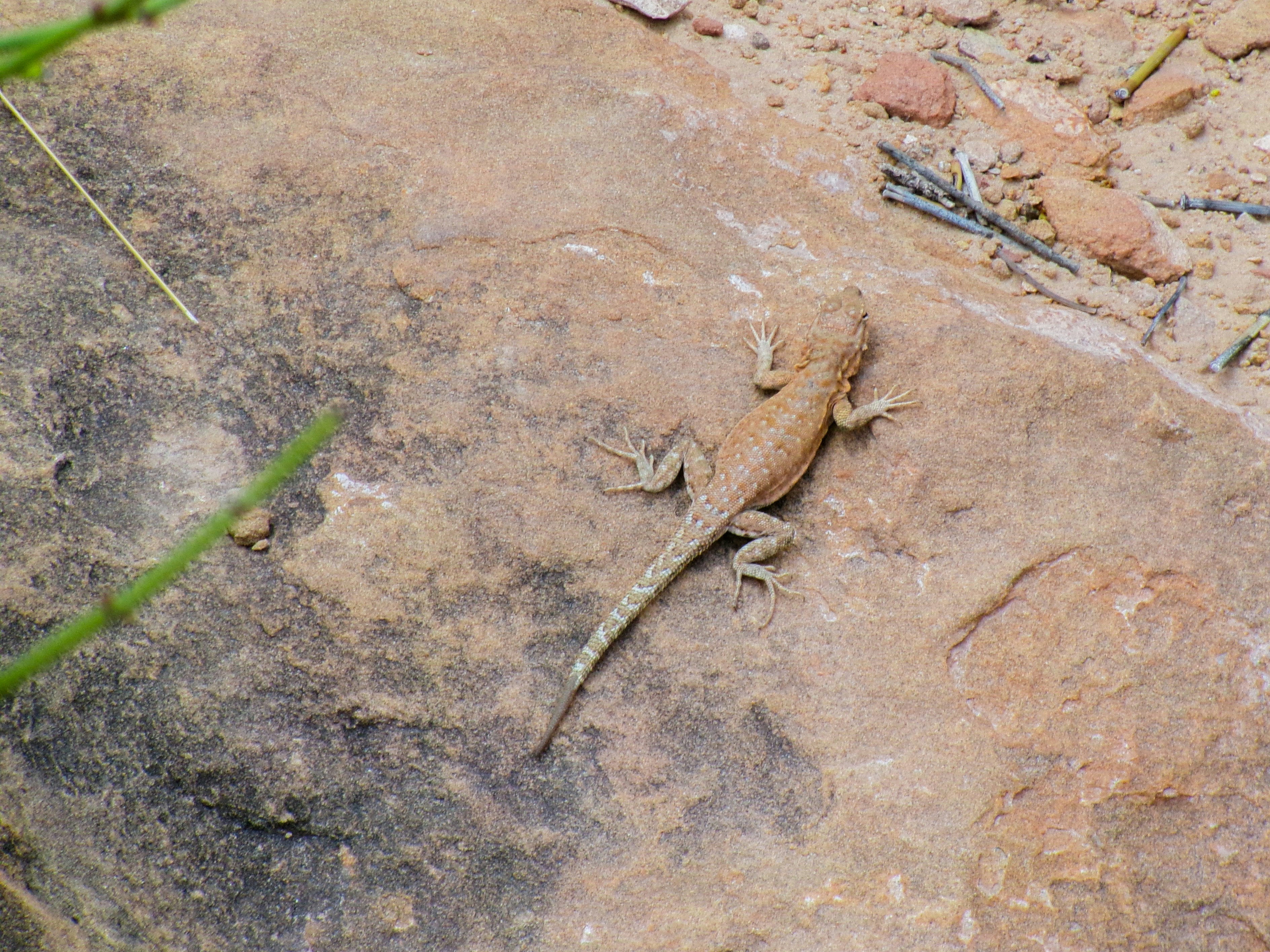 Brown gecko on sunlit rock: a patient close-up amid sandy terrain