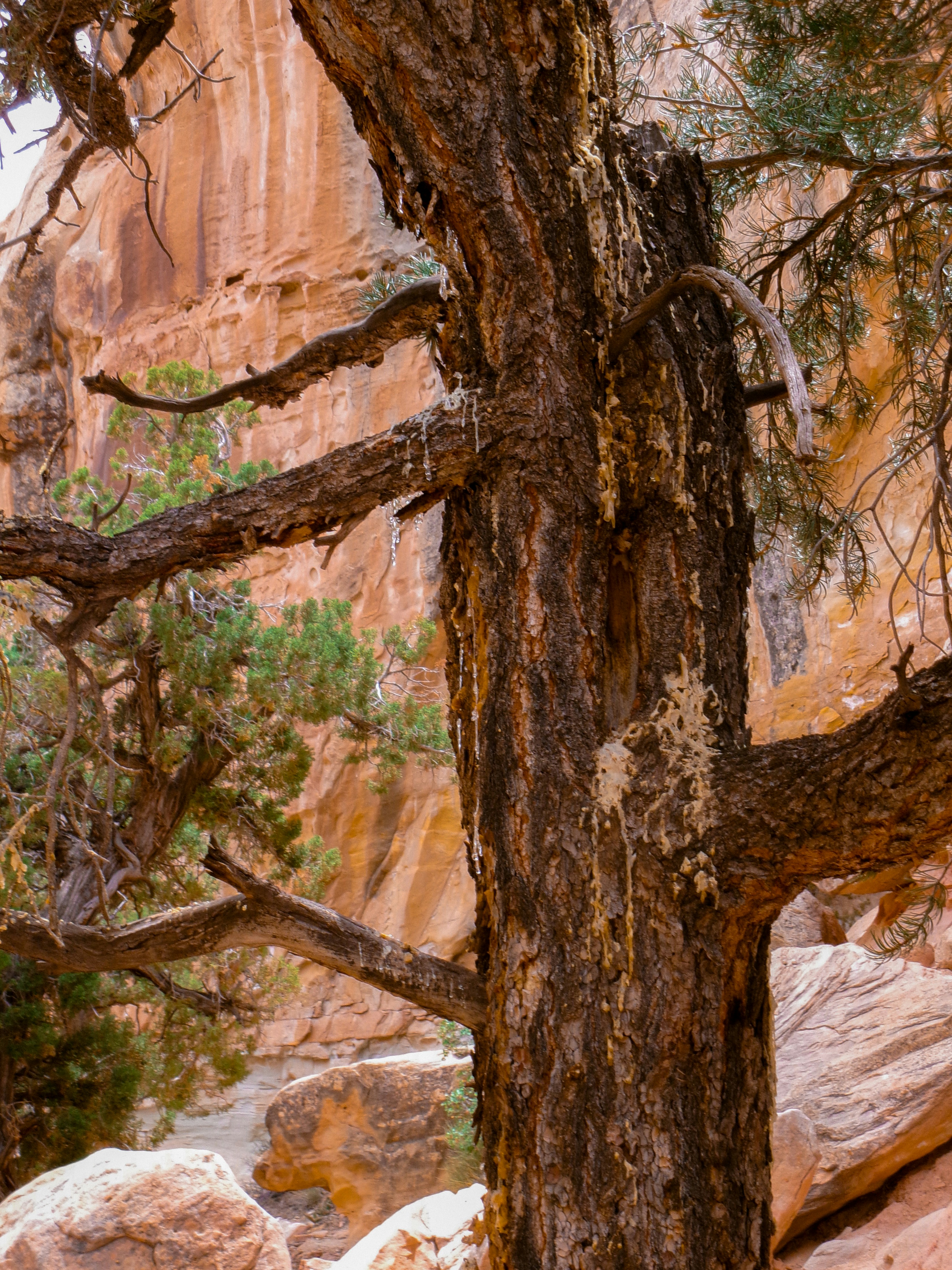 Gnarled Pine Shoulder to the Canyon: A Tree’s Weathered Silhouette in Red Rock