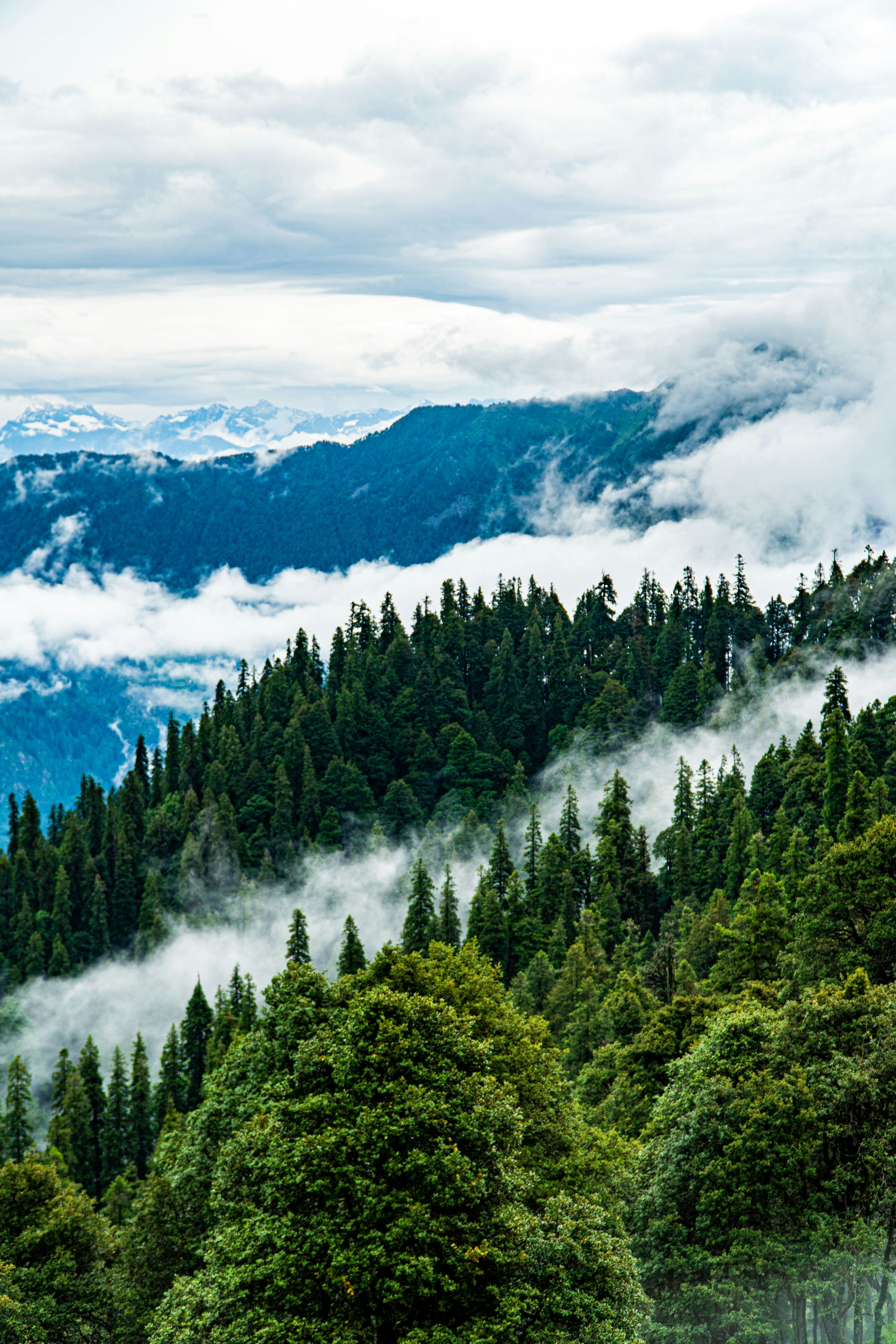 Mist-Laced Evergreen Ridge