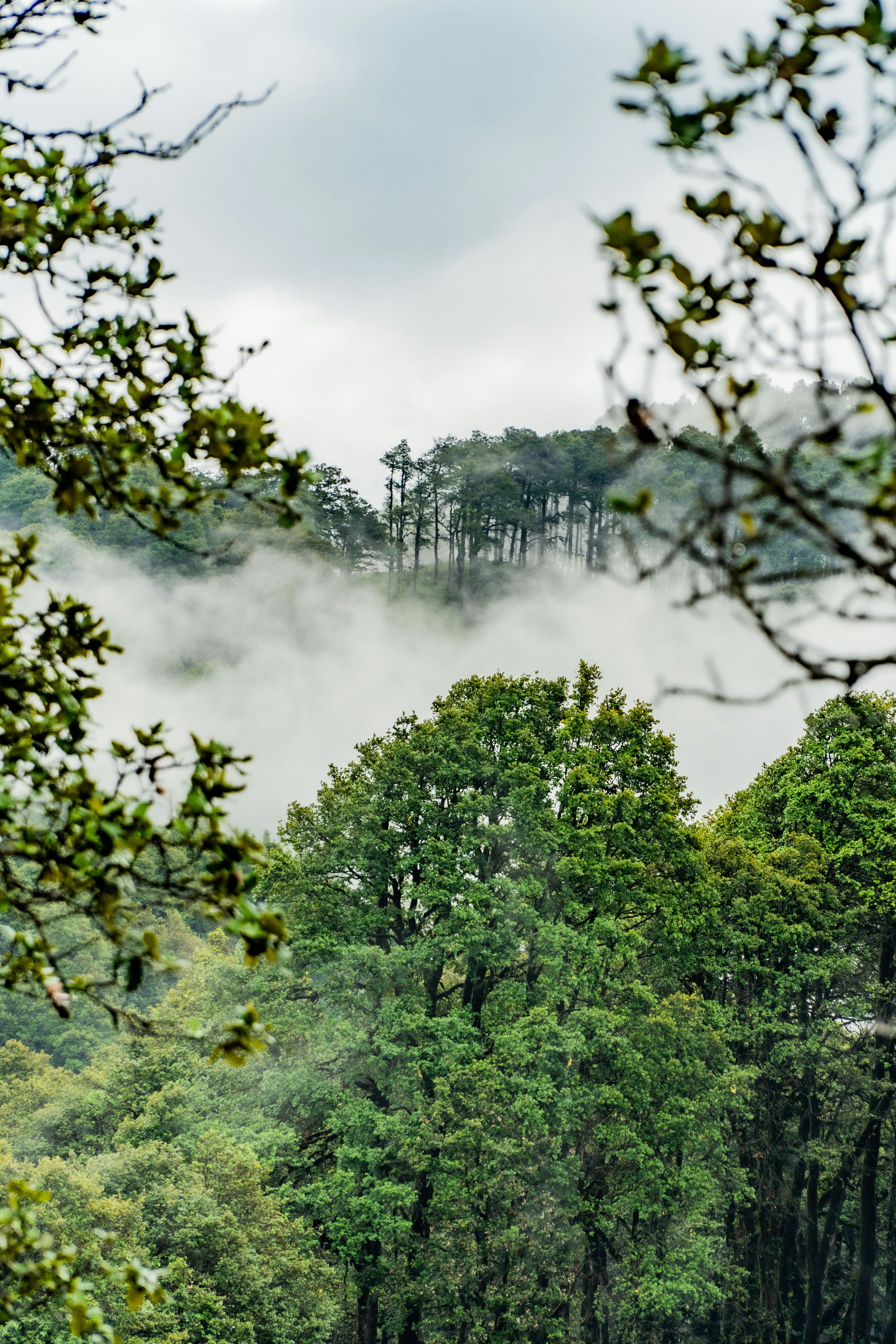Mist Ledge: A Forest Veil Above the Valley</n>