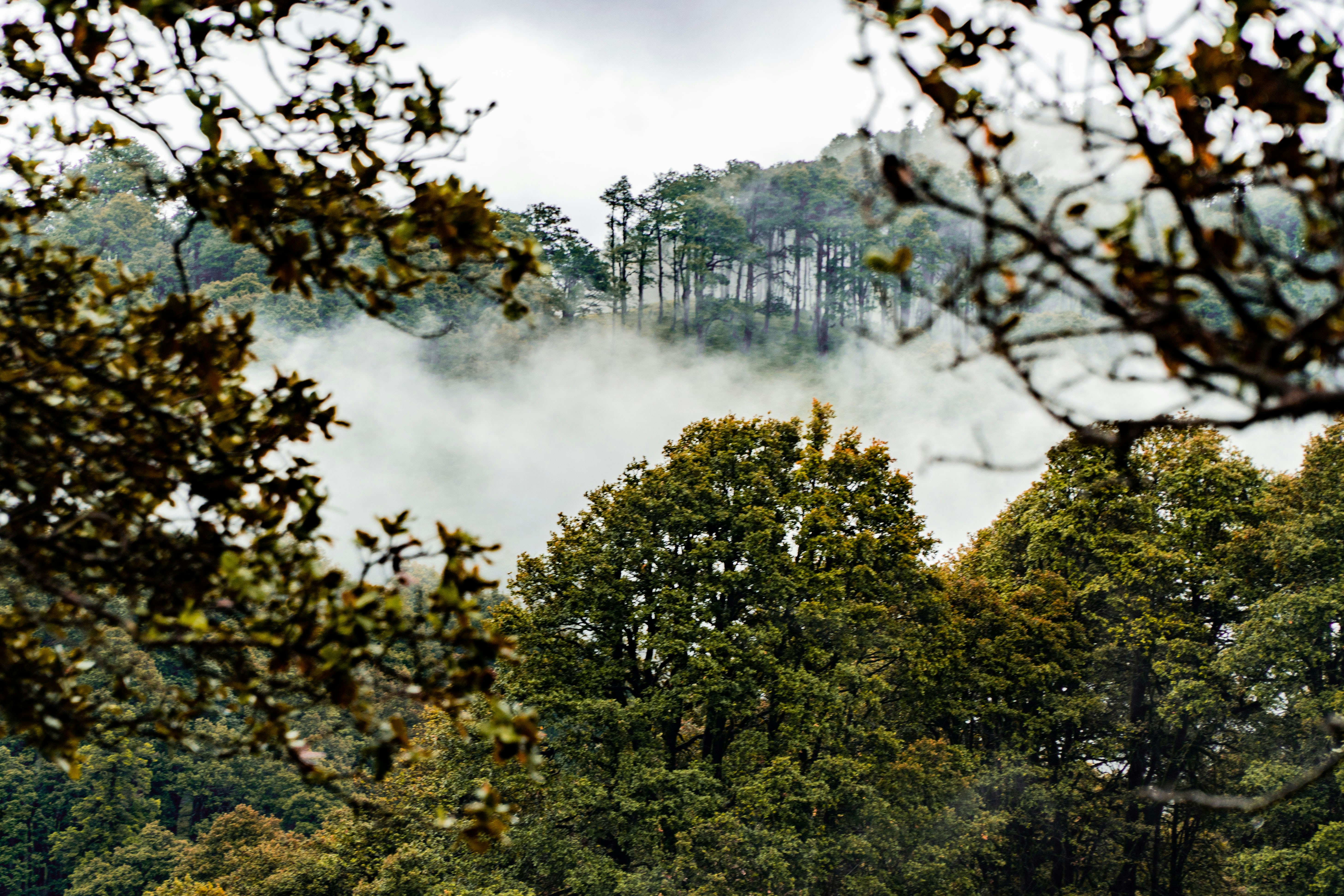 Fog between the hills: a sea of trees veiled in mist
