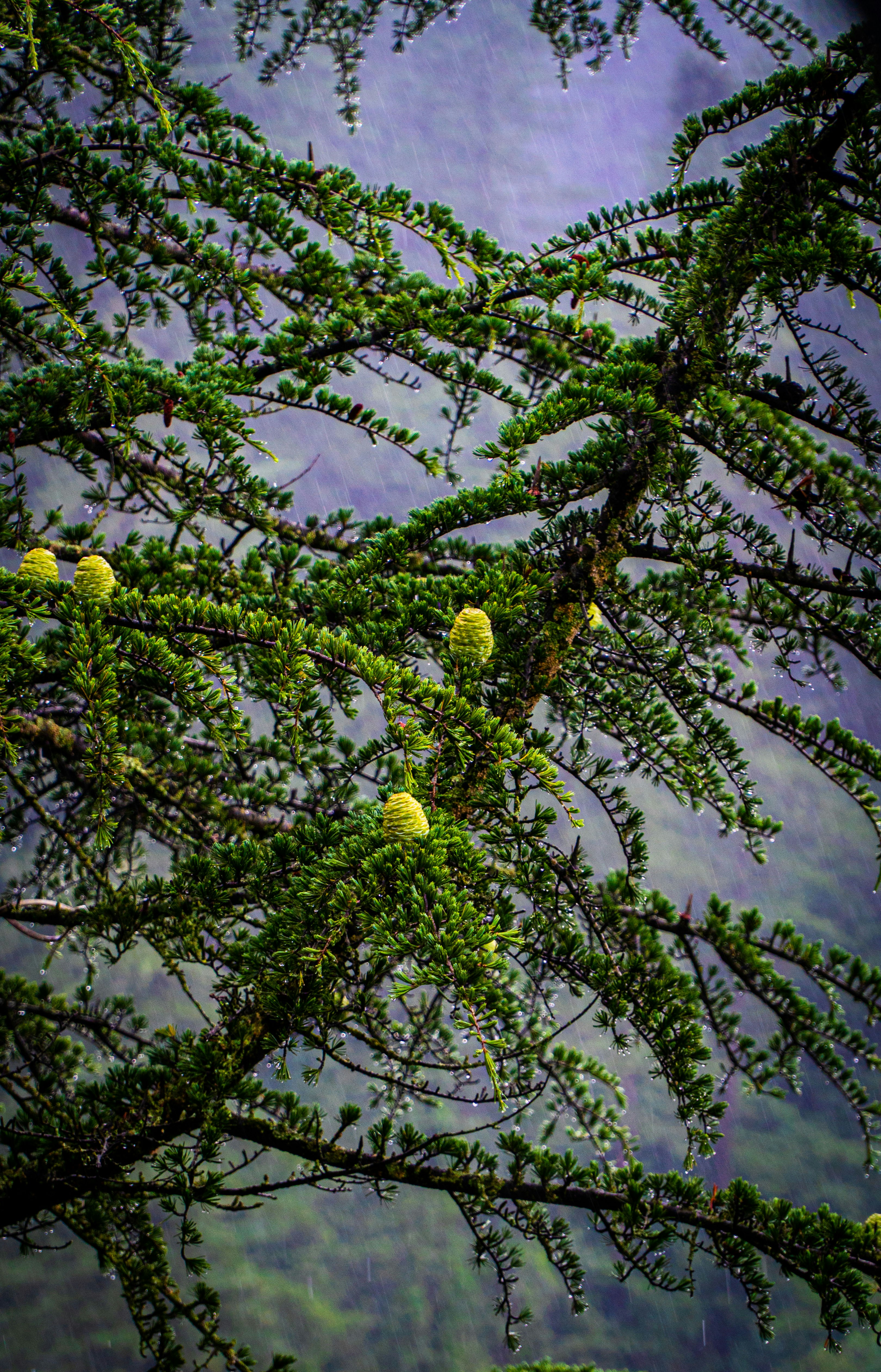 Evergreen Pine Cones in Misty Cascade