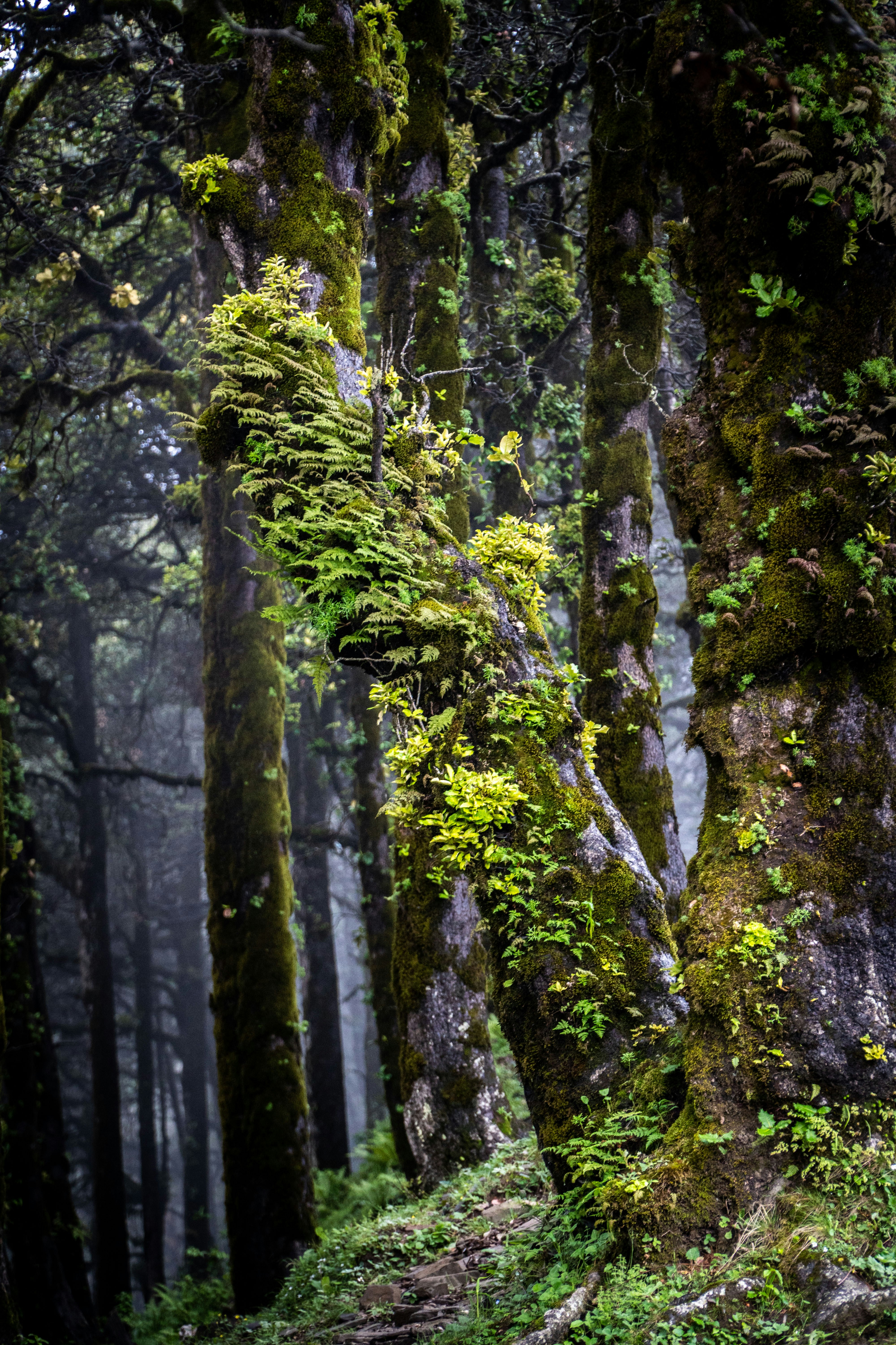 Moss-Ctoked Trunk in a Misty Forest