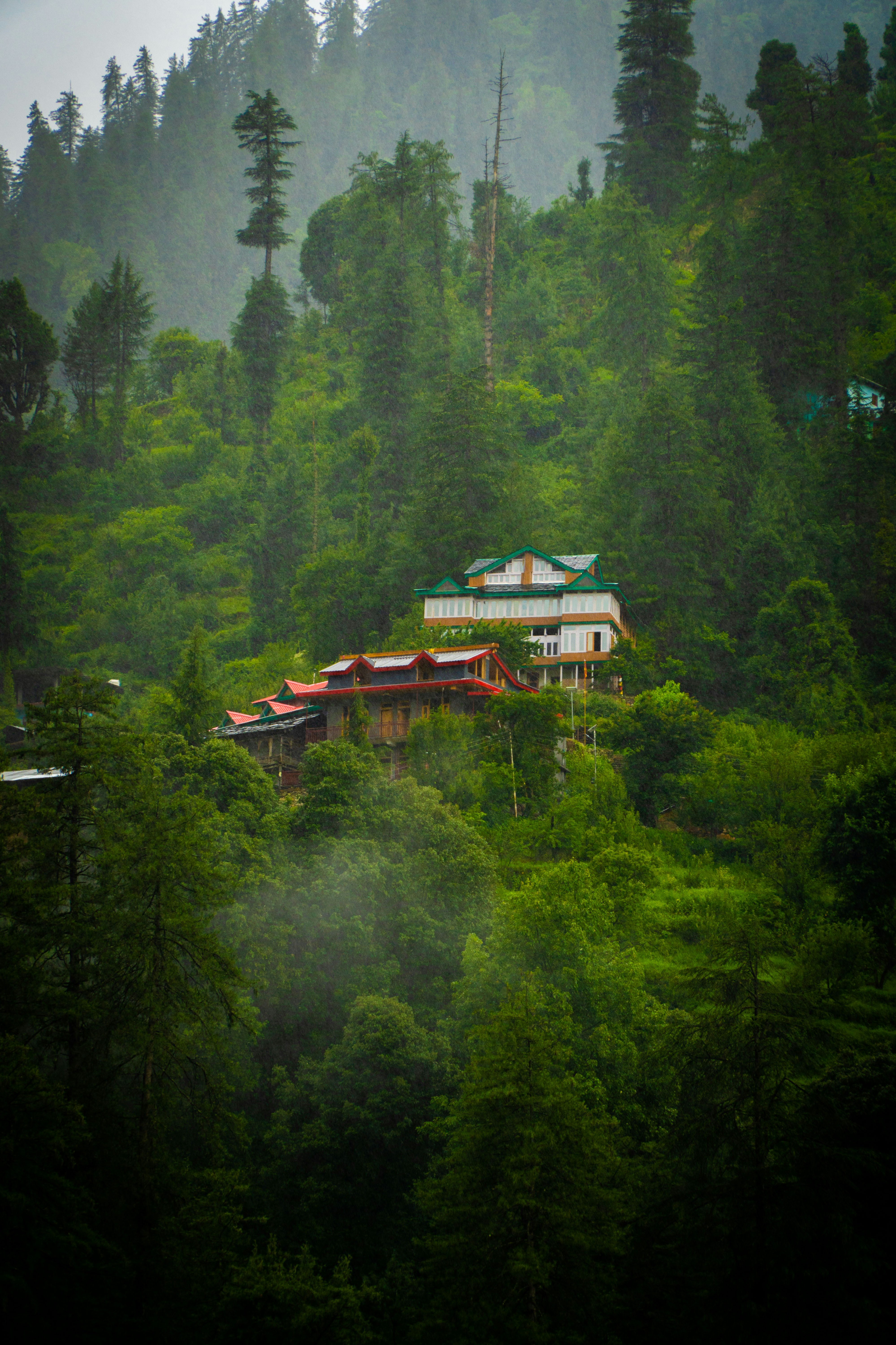 Mist Shrouded Retreat: A Tree-Top Lodge Nestled Among Pines