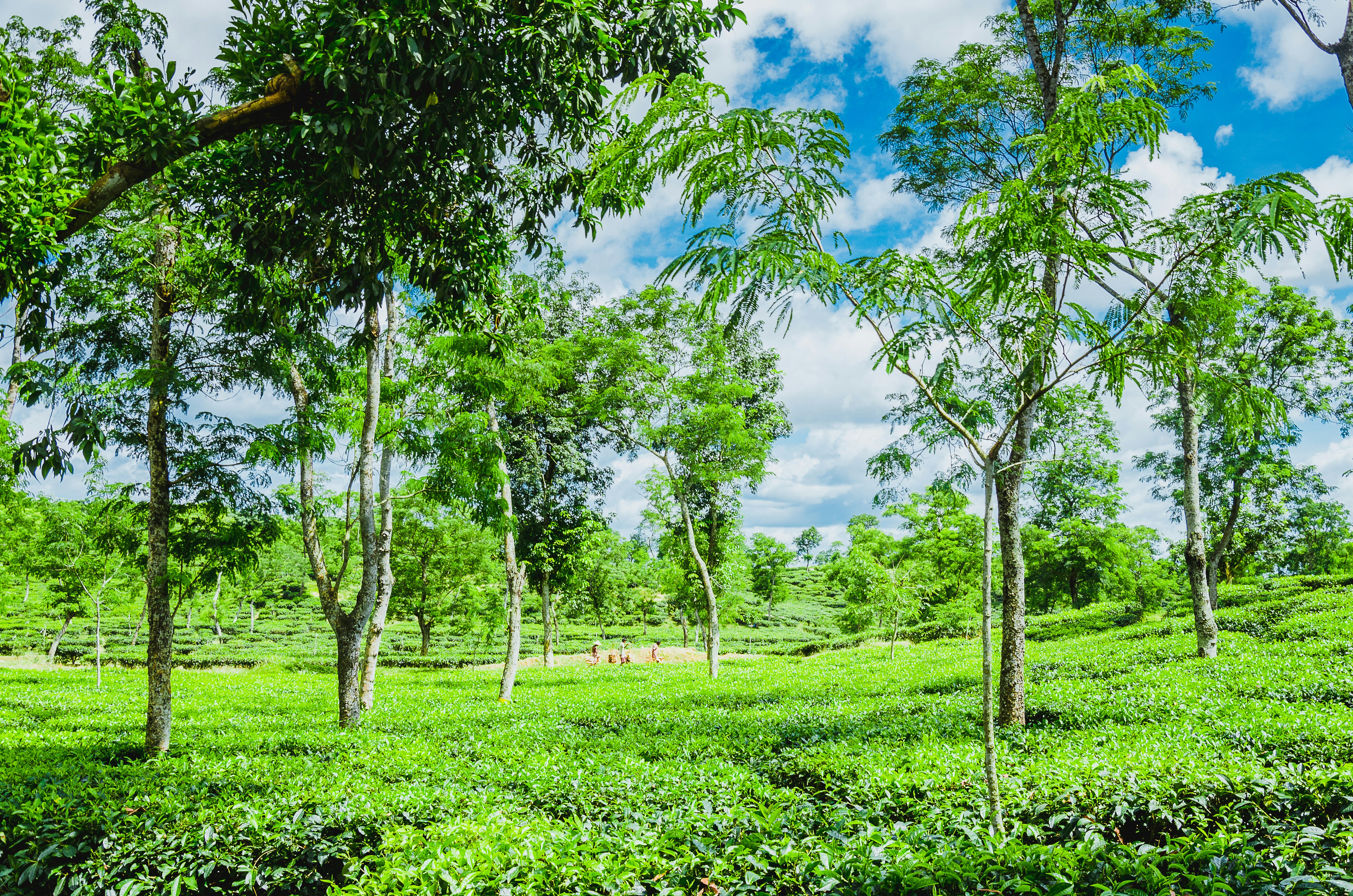 Sunlit Tea Orchard: Rows of Trees Under a Cloudscape
