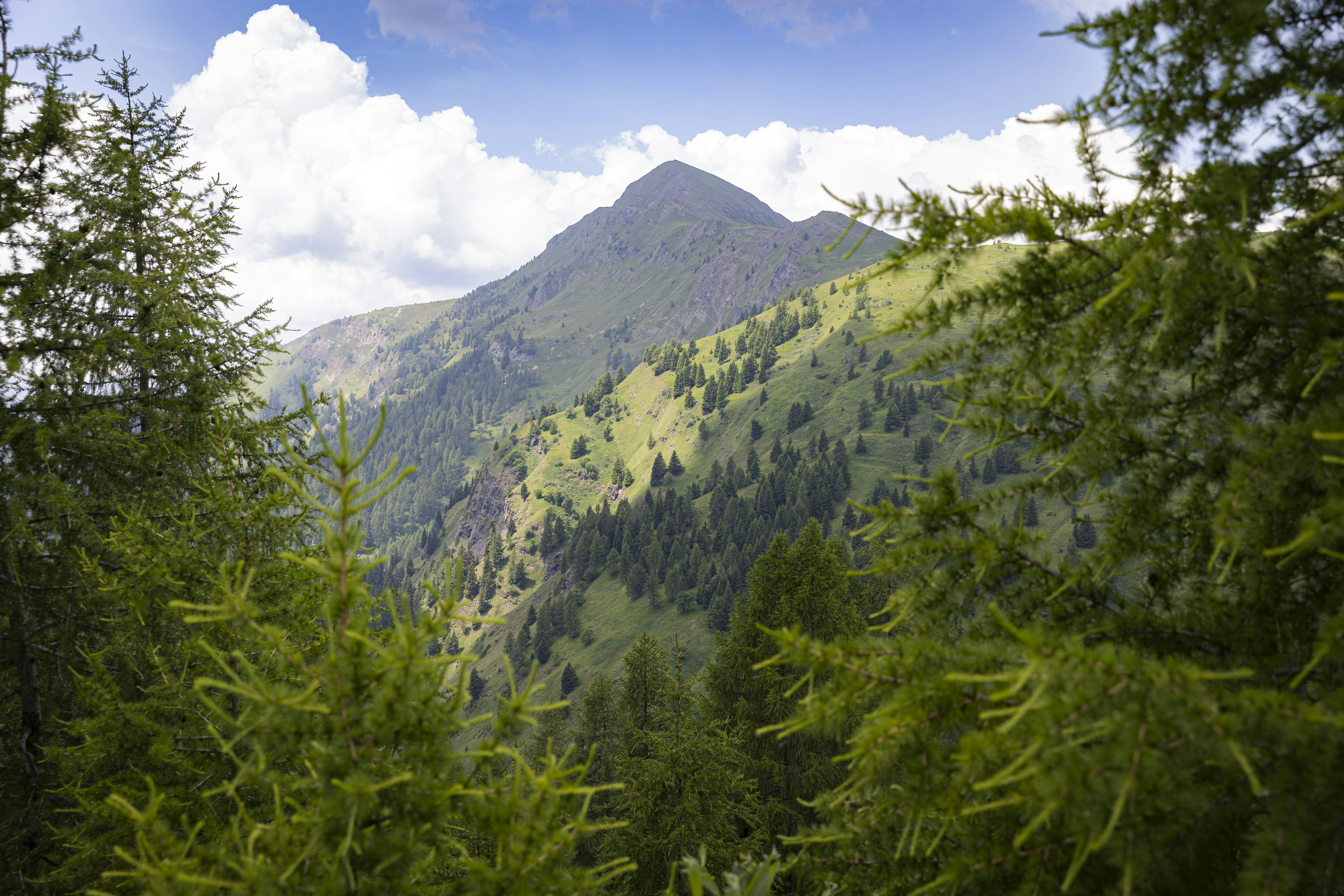 Emerald Ridge: A Mountain Vista Framed by Pine
