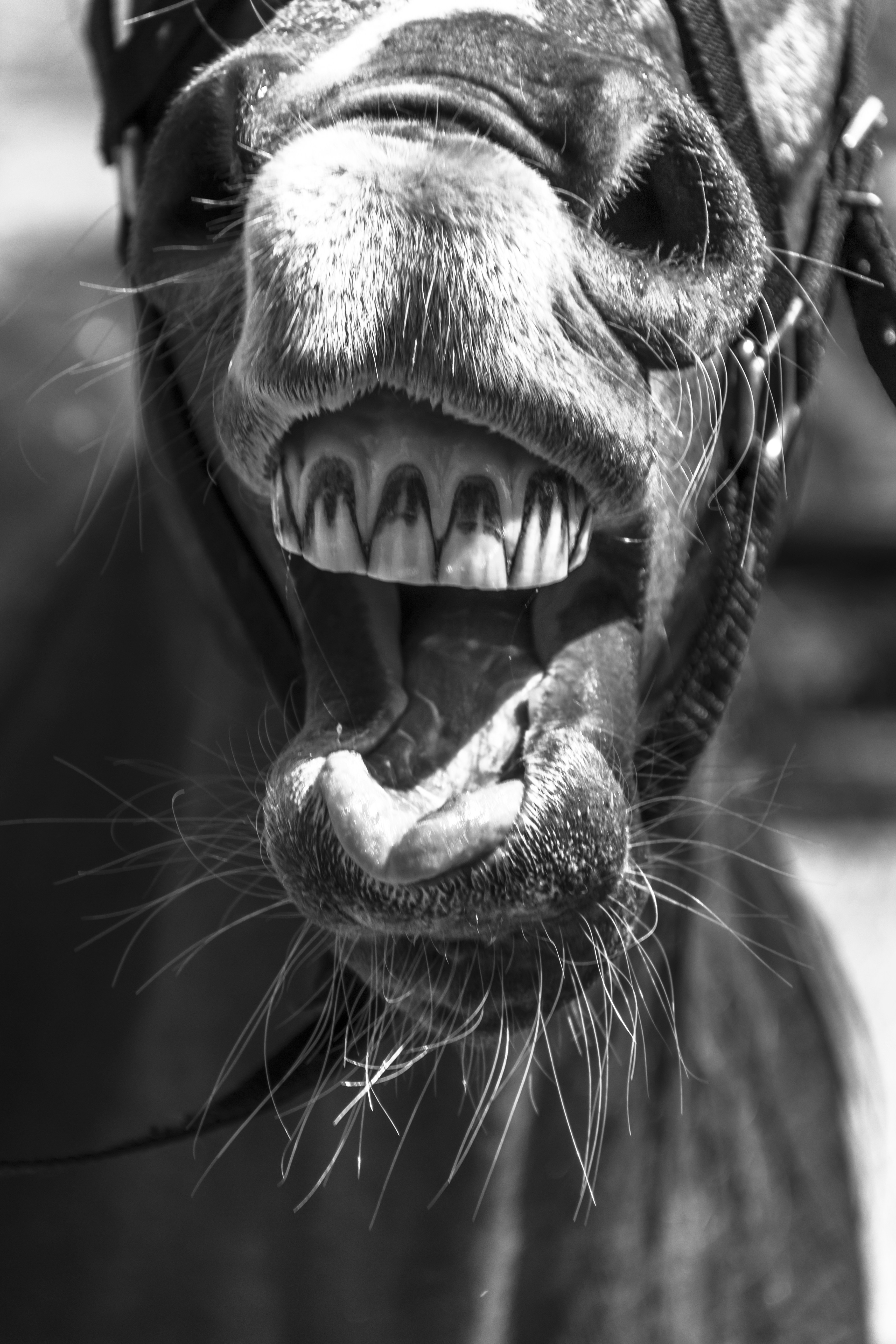 Grinning Snout: A Close-Up of a Cheeky Mouth