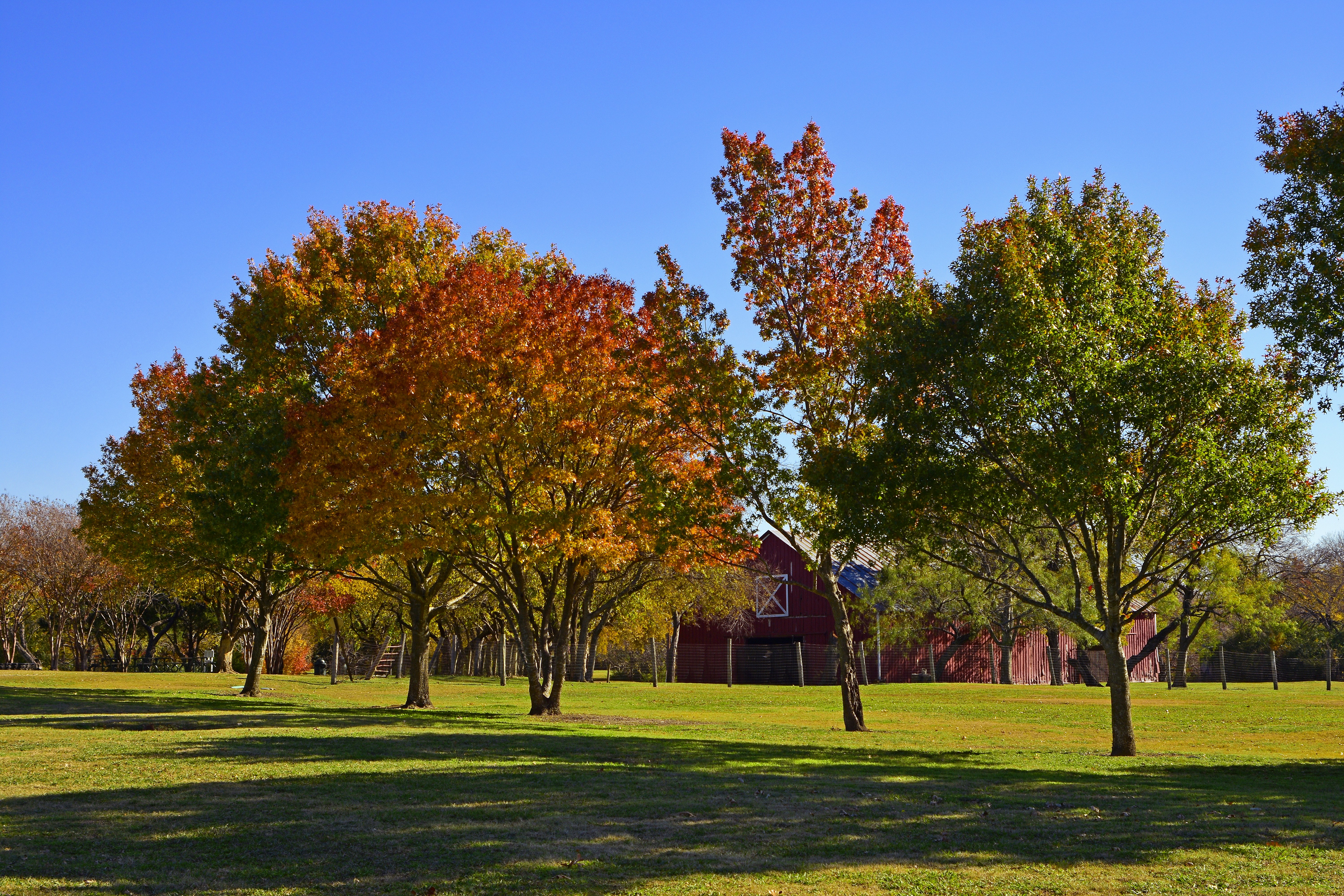 Autumn Park in Sunlit Dappled Shade