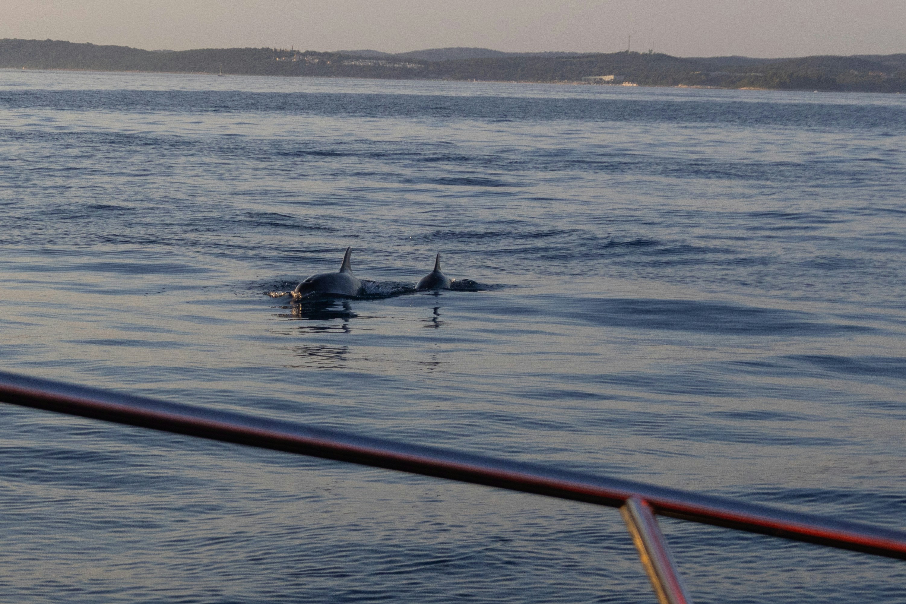 Dolphins at the Bow: Quiet Run Across Rippling Sea