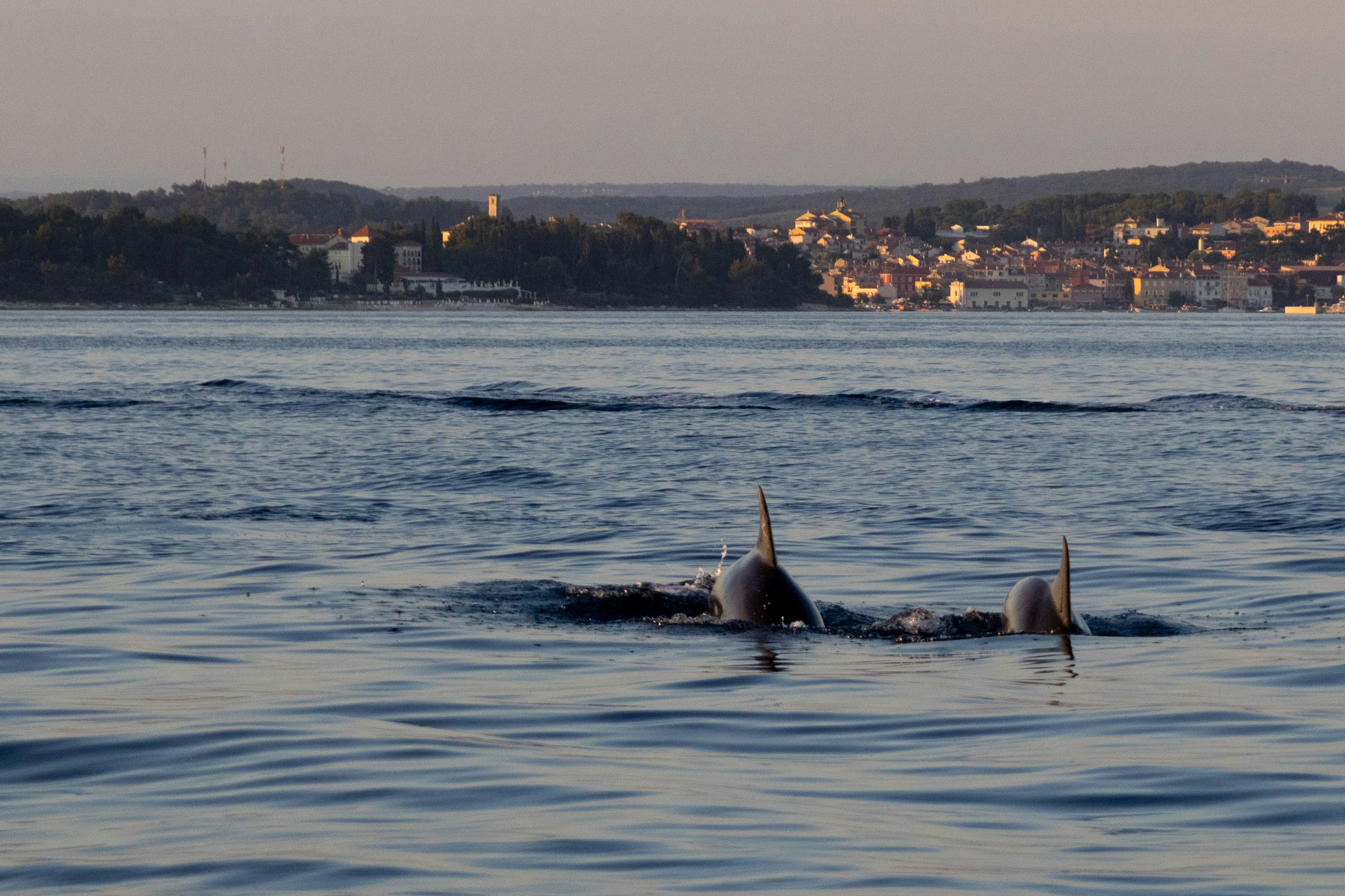 Dolphins at the Waterfront: Quiet Wake Behind the City