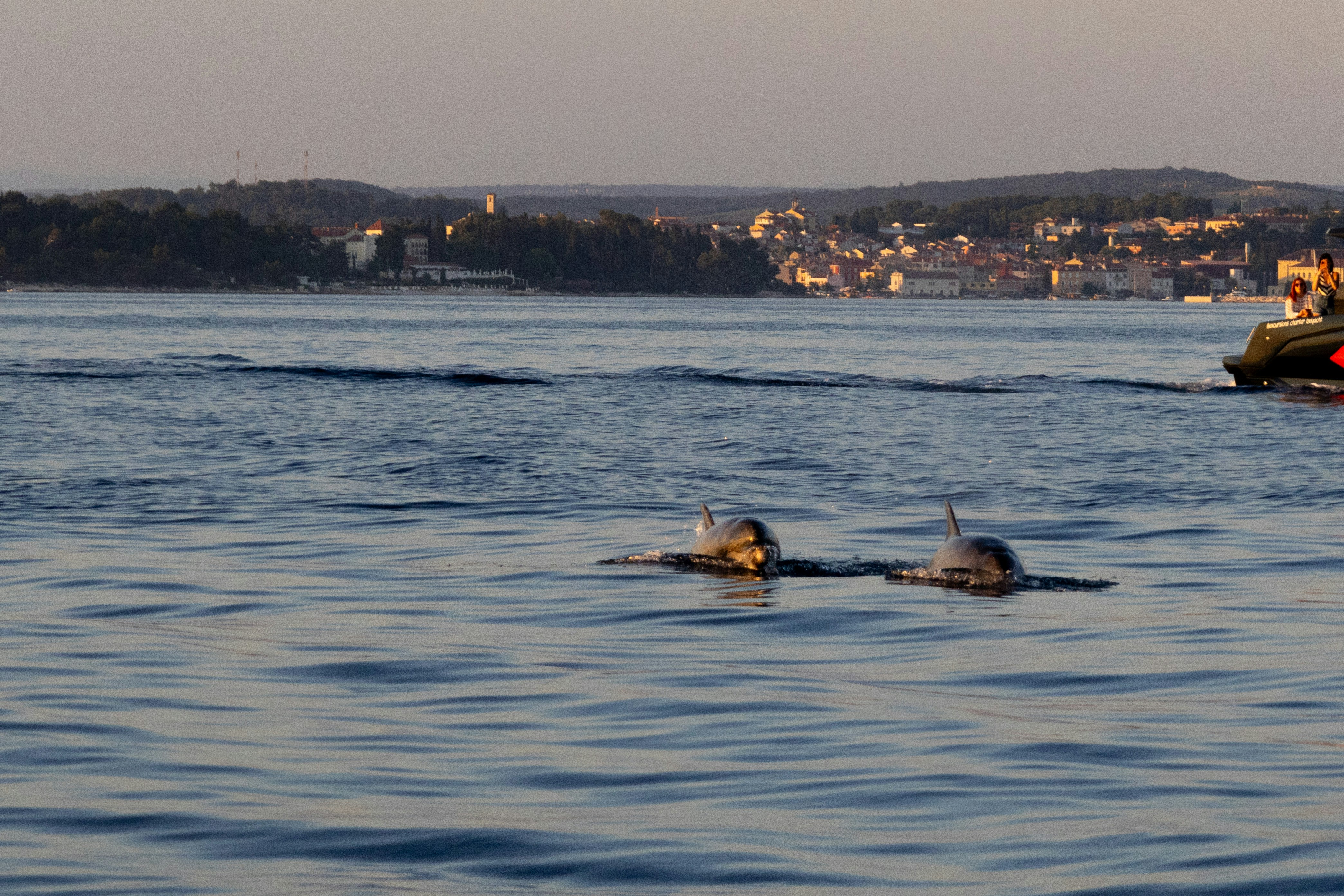 Dolphins on the Bay: Quiet Glide at Golden Hour