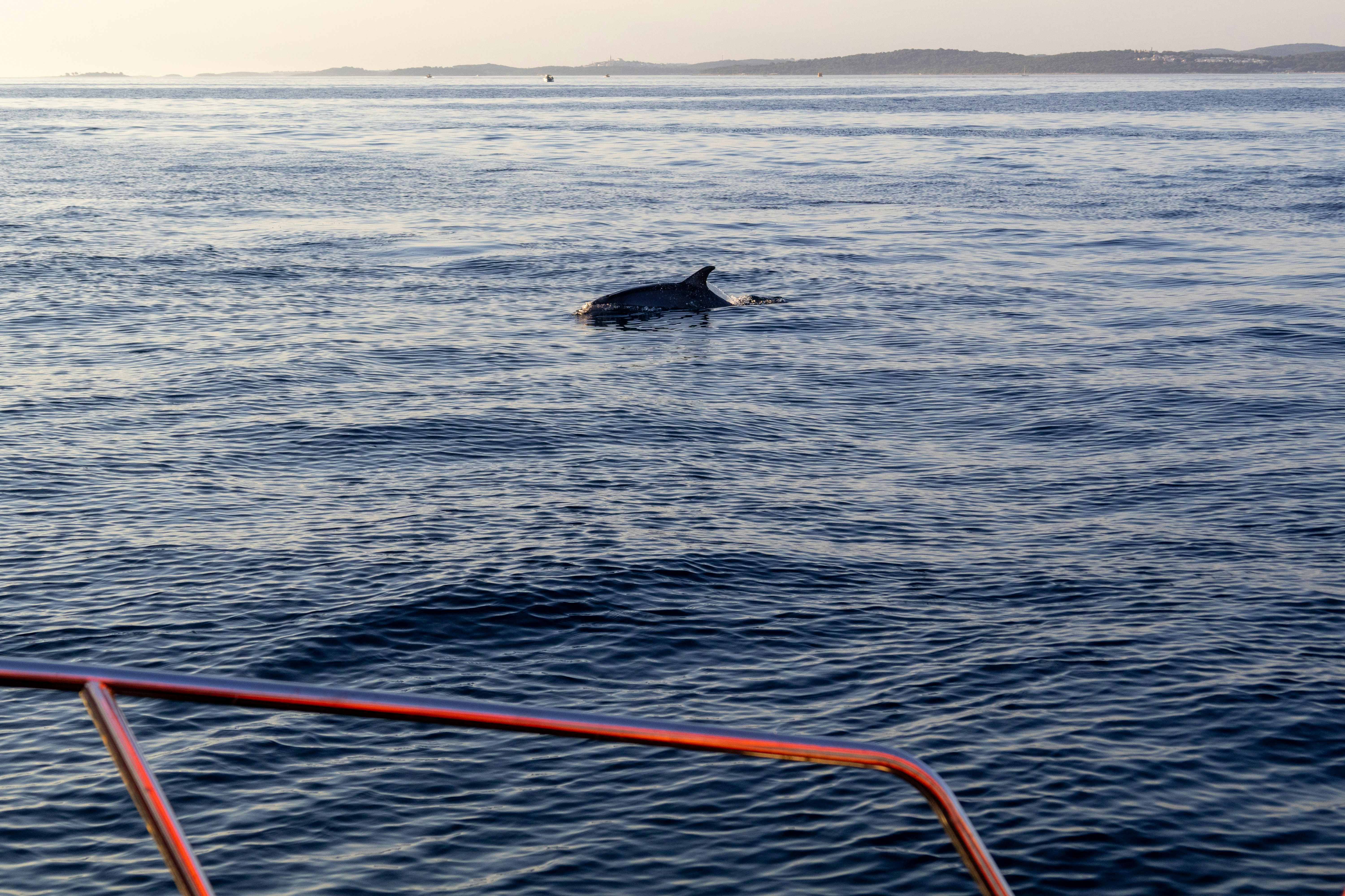 Distant Whale Sightings Beyond the Bow