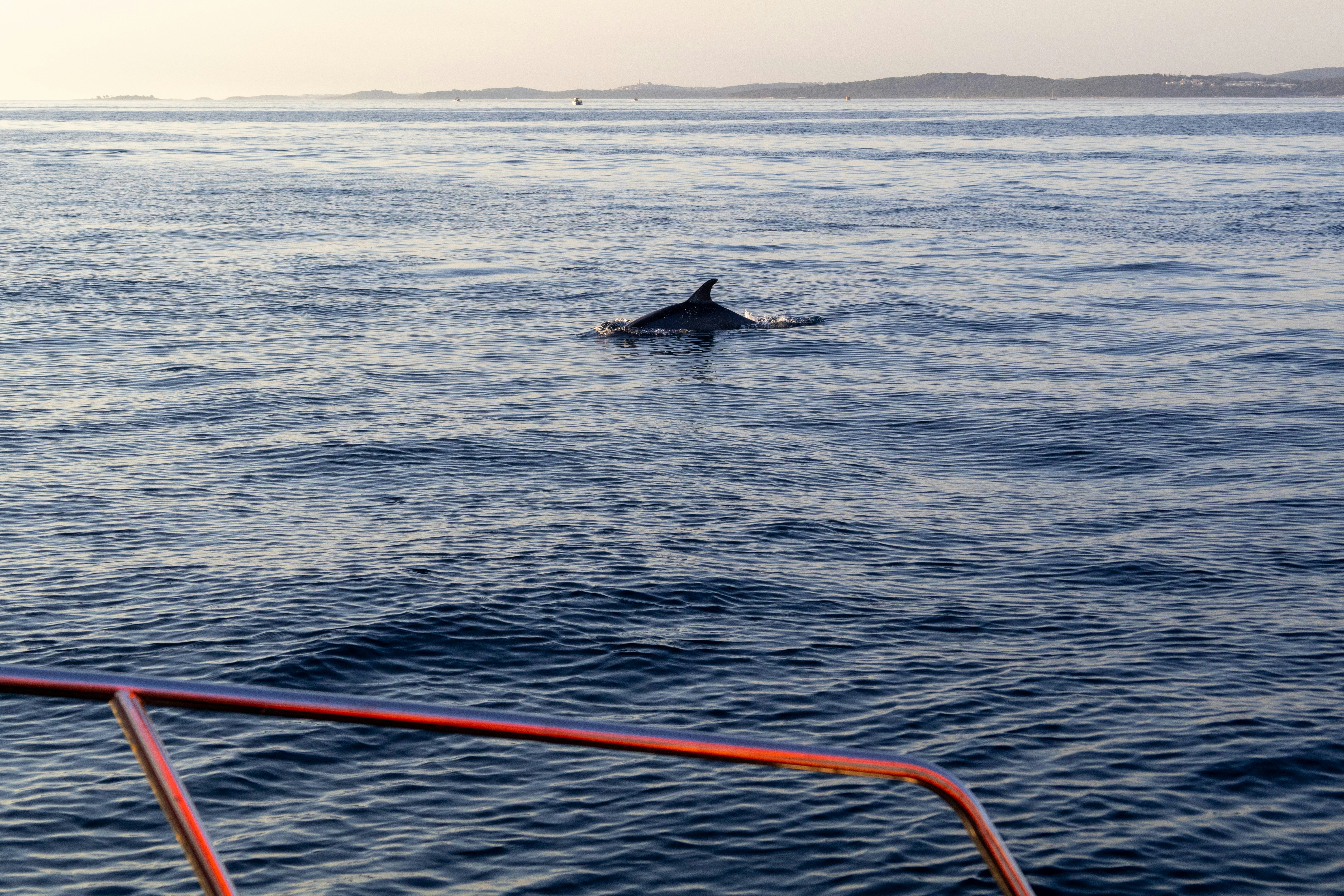 Dolphin Break in the Open Sea from a Deck View