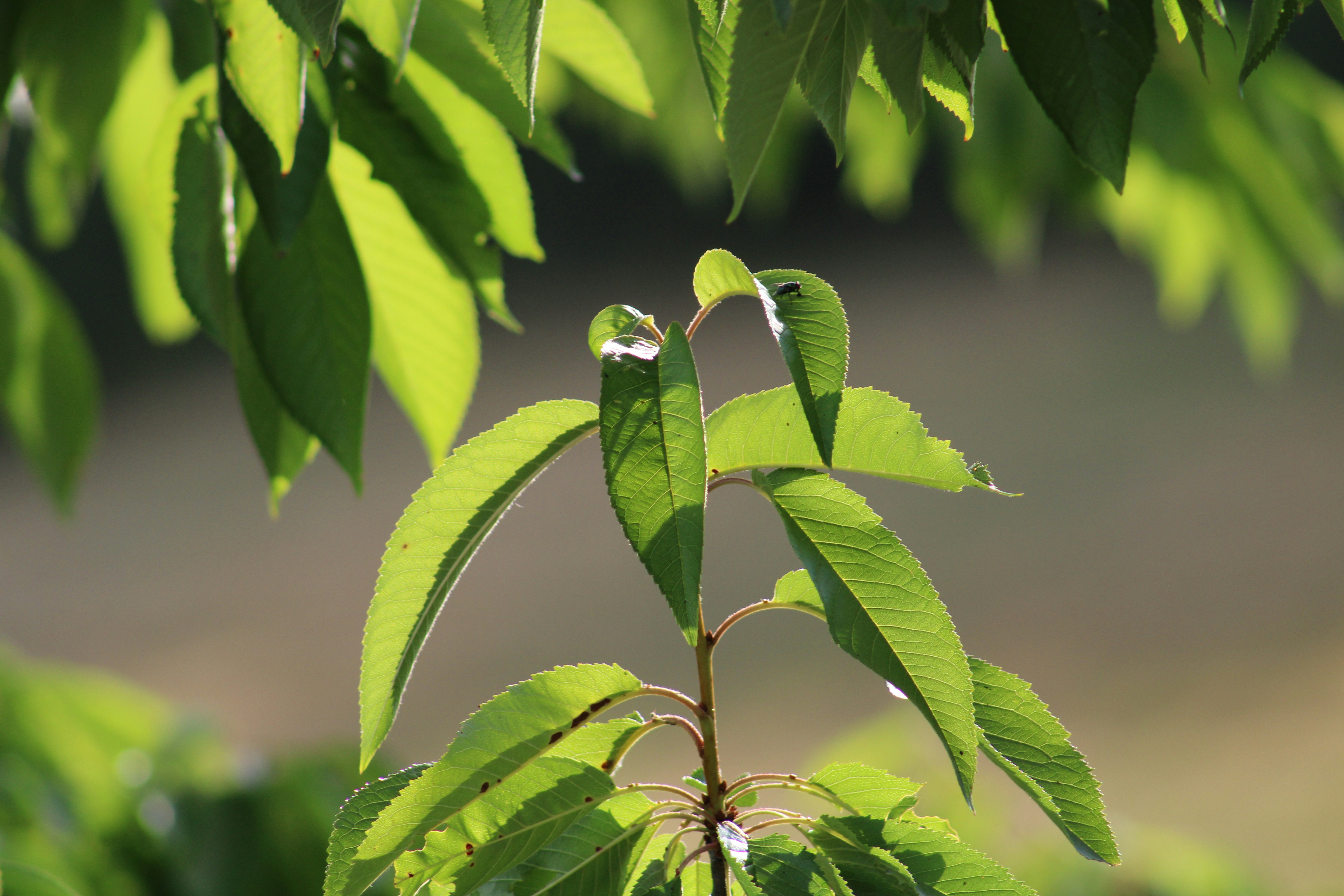 Sprout Against Sunlit Veil