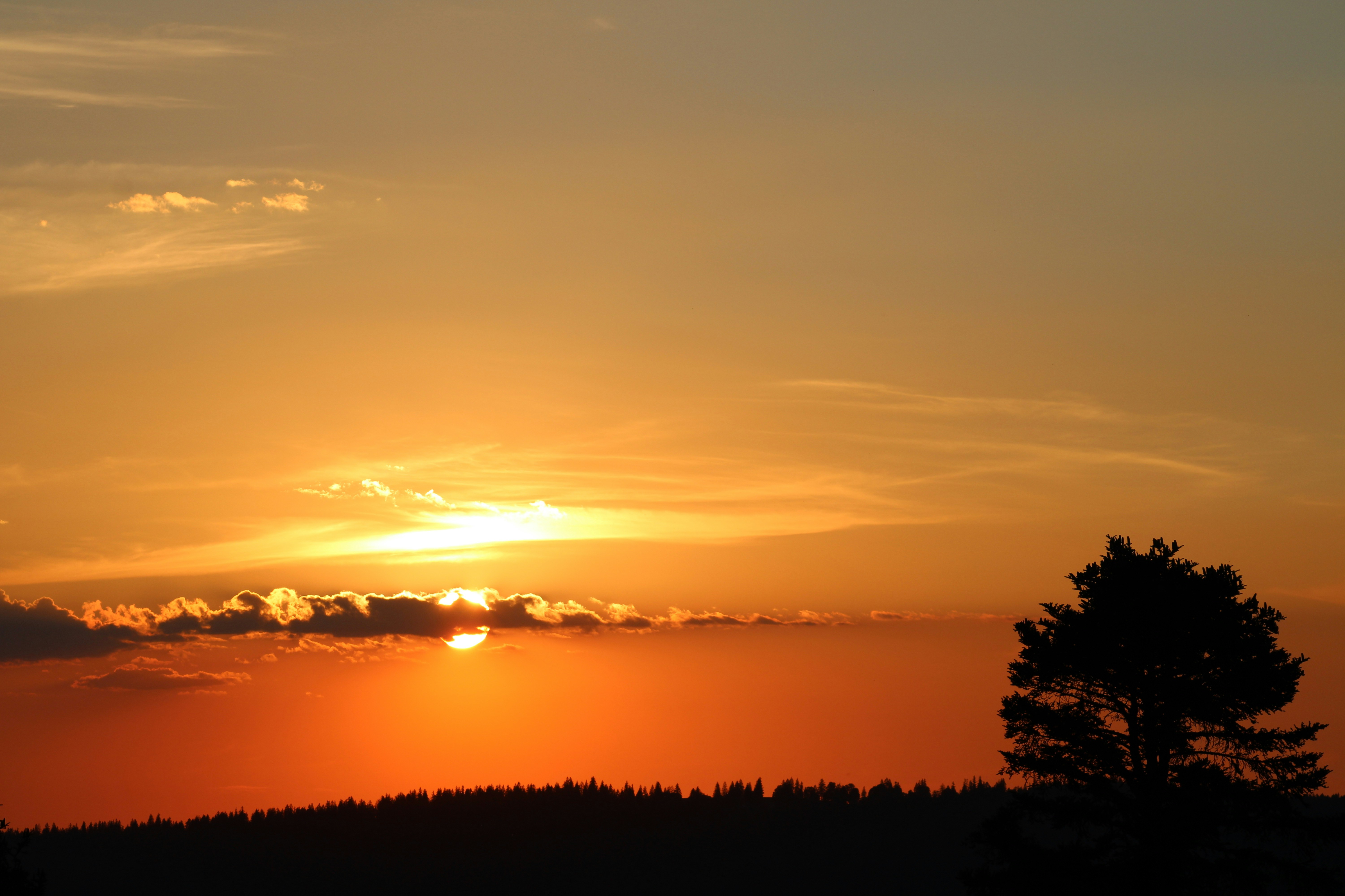 Silhouetted lone tree against a warm, fading sunset over a distant treeline, with a low horizon and glowing orange sky.