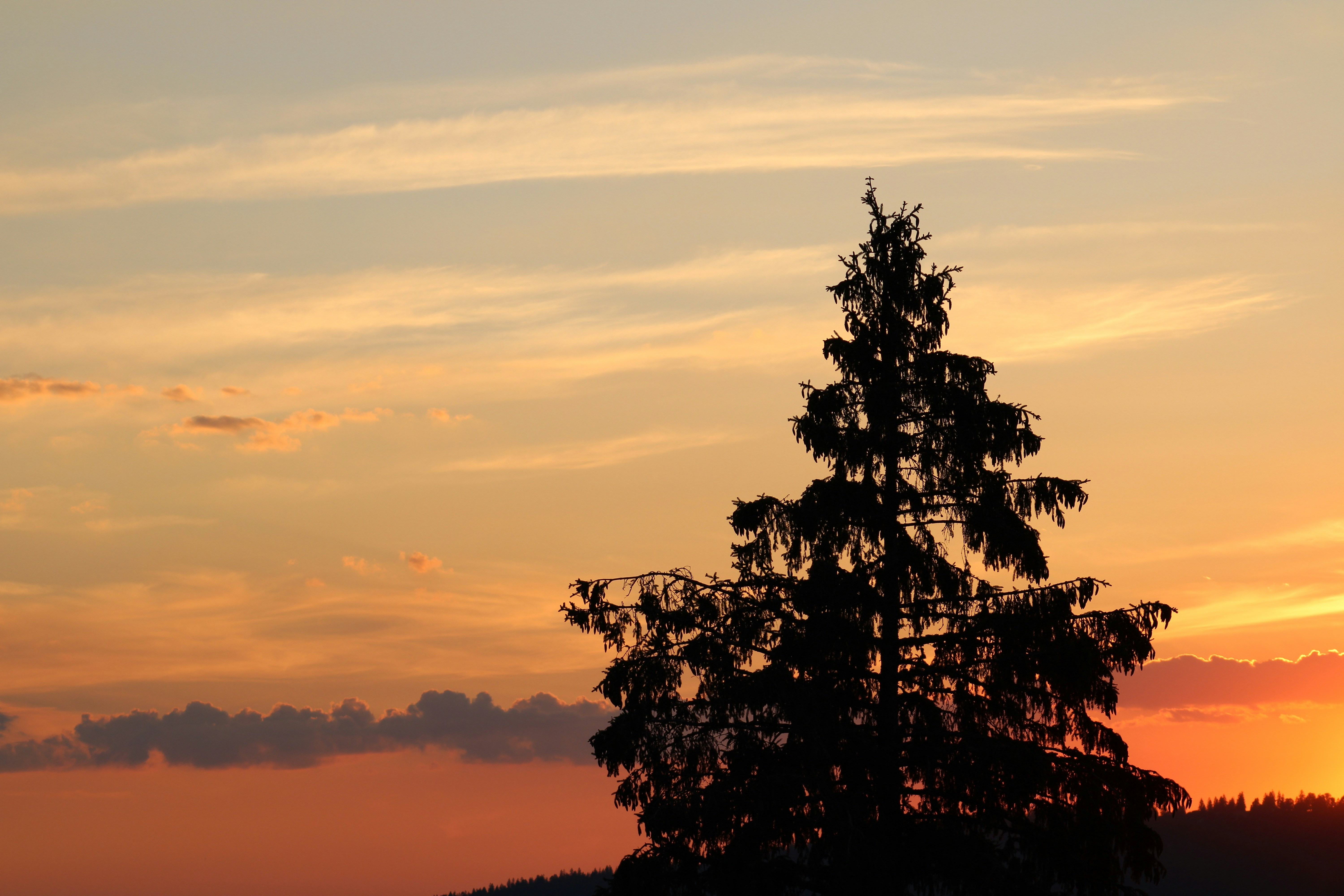 Silhouetted Pine at Sunset: A Quiet Dusk