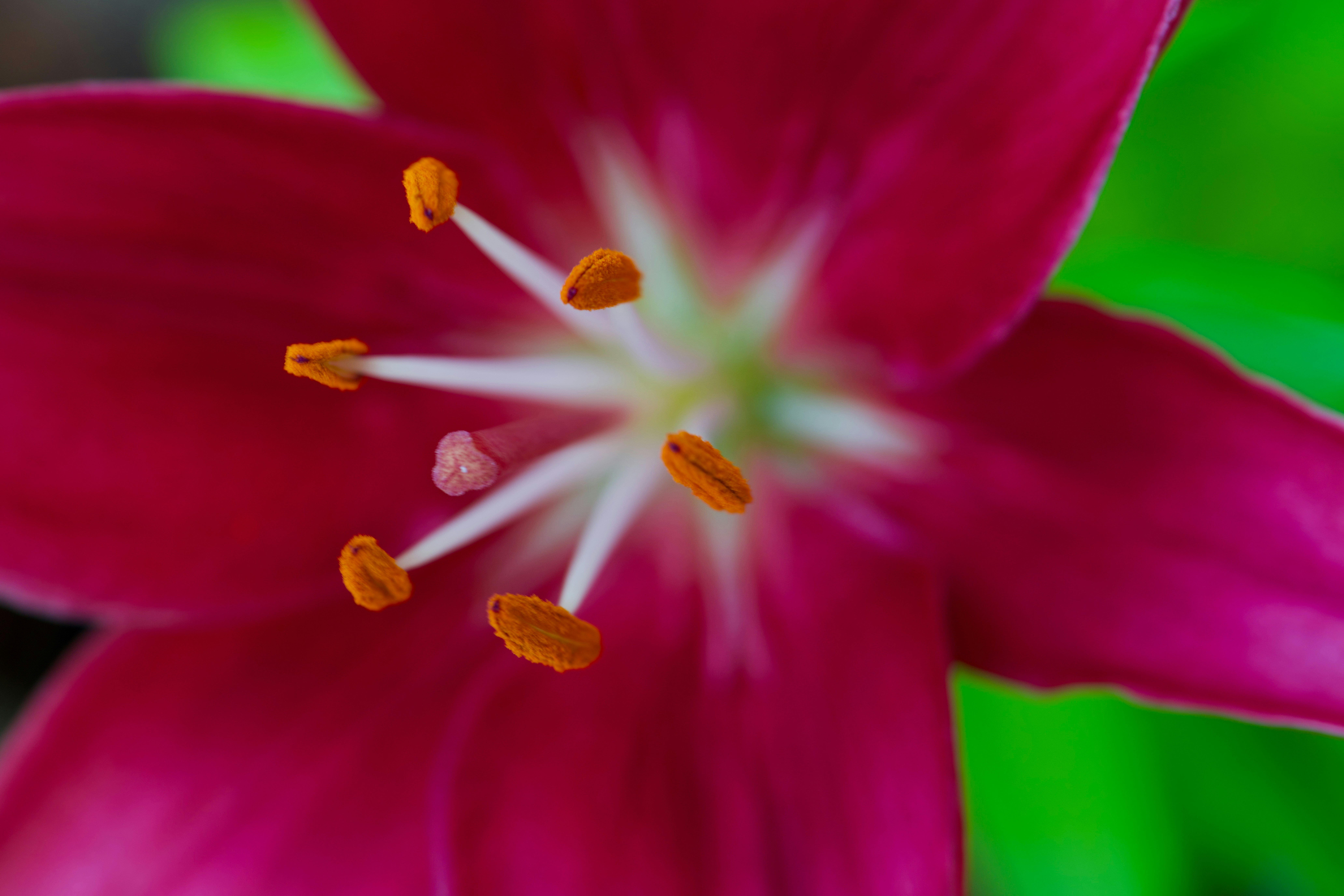Close-up of a vibrant pink flower stamens at the center, with soft blurred petals and green background.