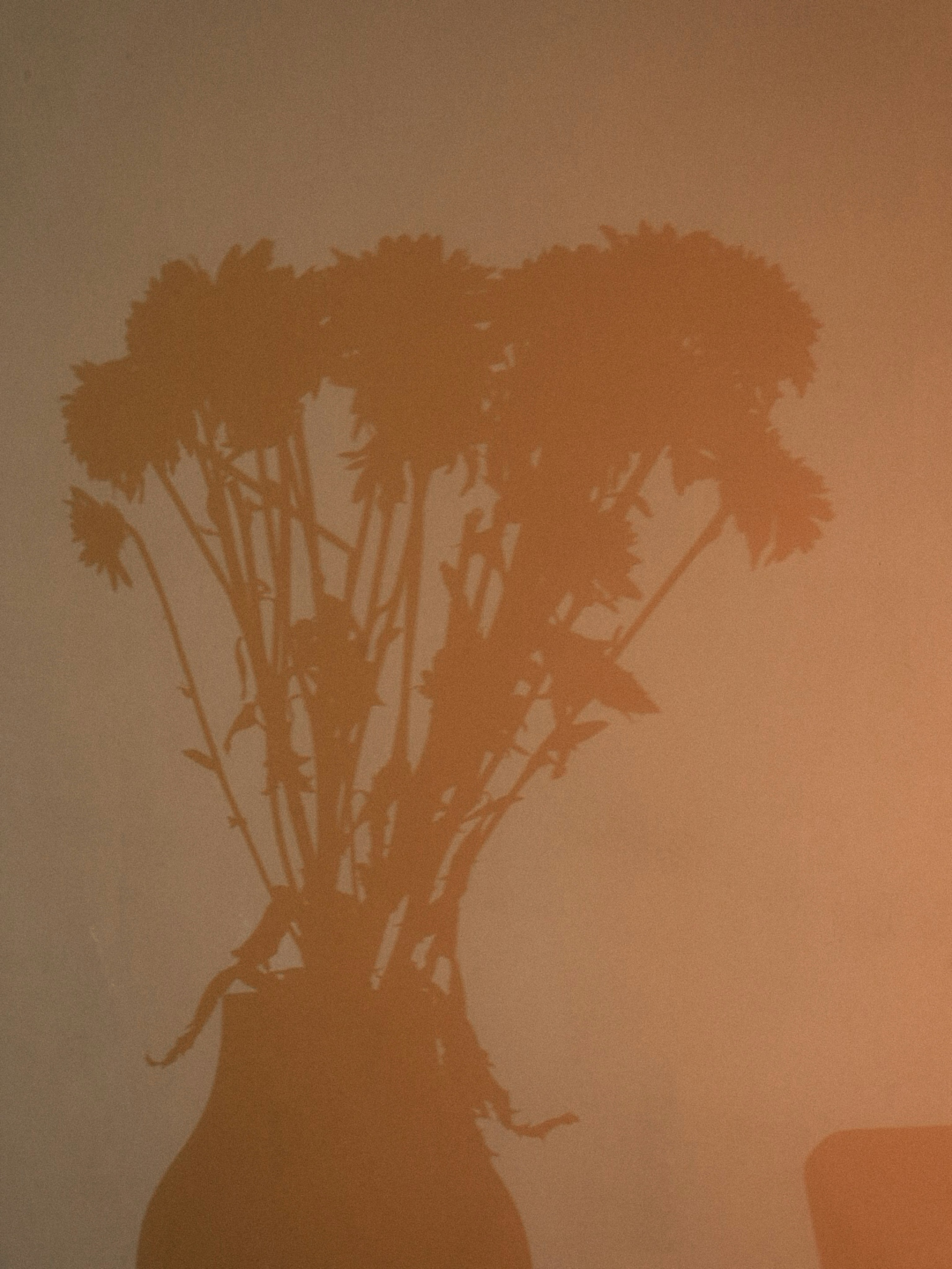 Vibrant Shadow: A Vase with Tall Blooms Casting Warm Hue
