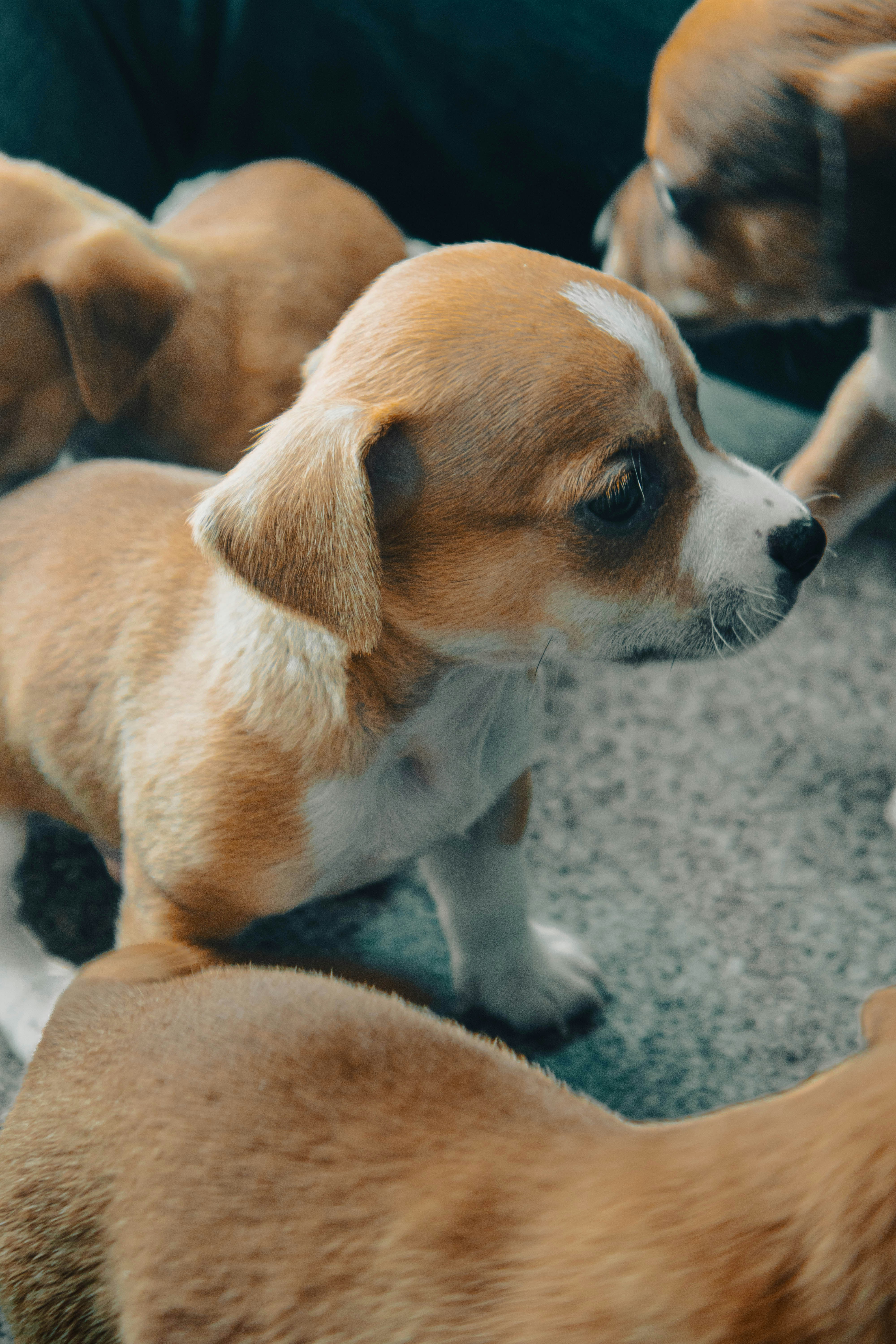 Curious Pup Pack: A Trio of Beagle Pups in Soft Focus