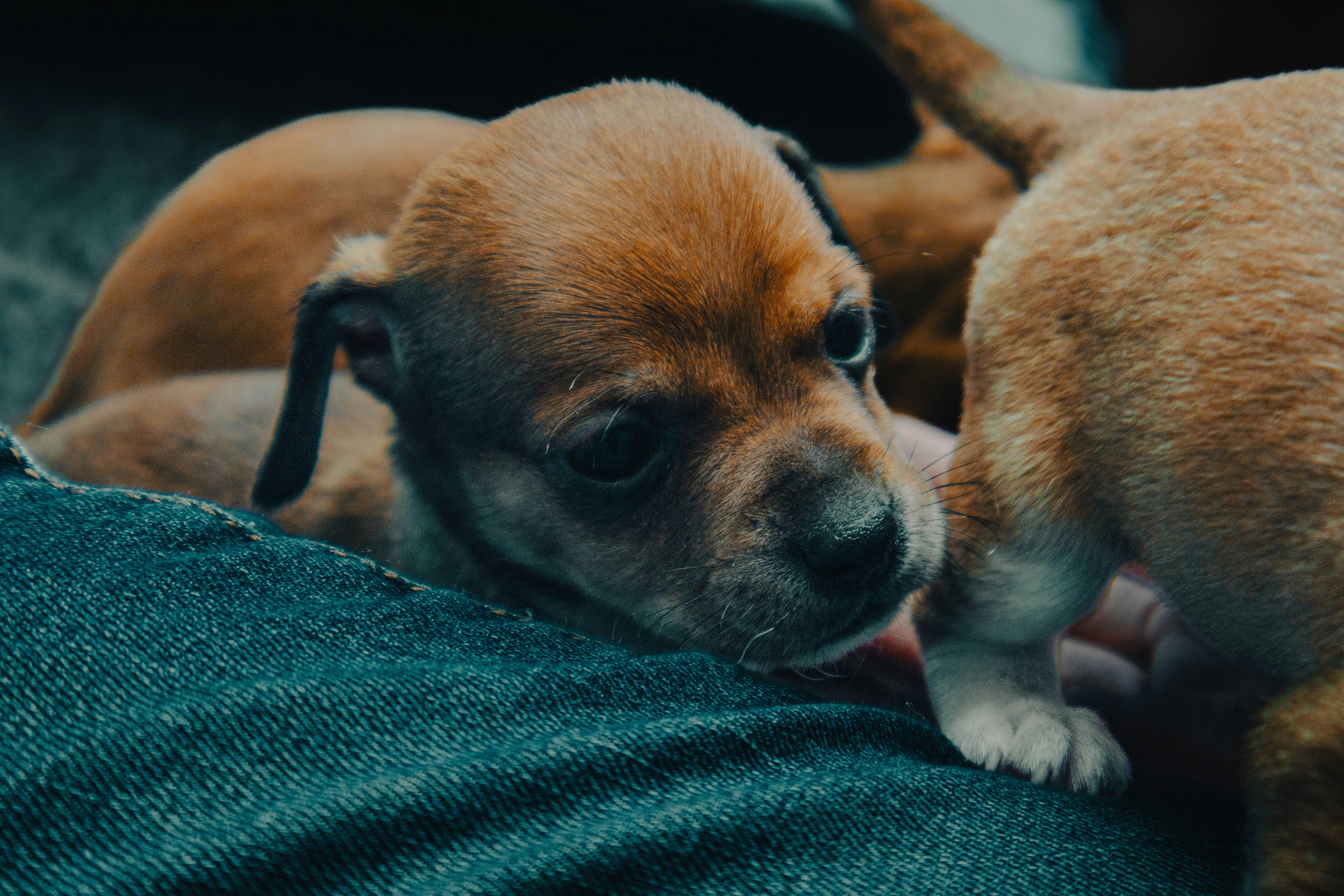 Close-up of a curious puppy nursing from denim-soft comfort