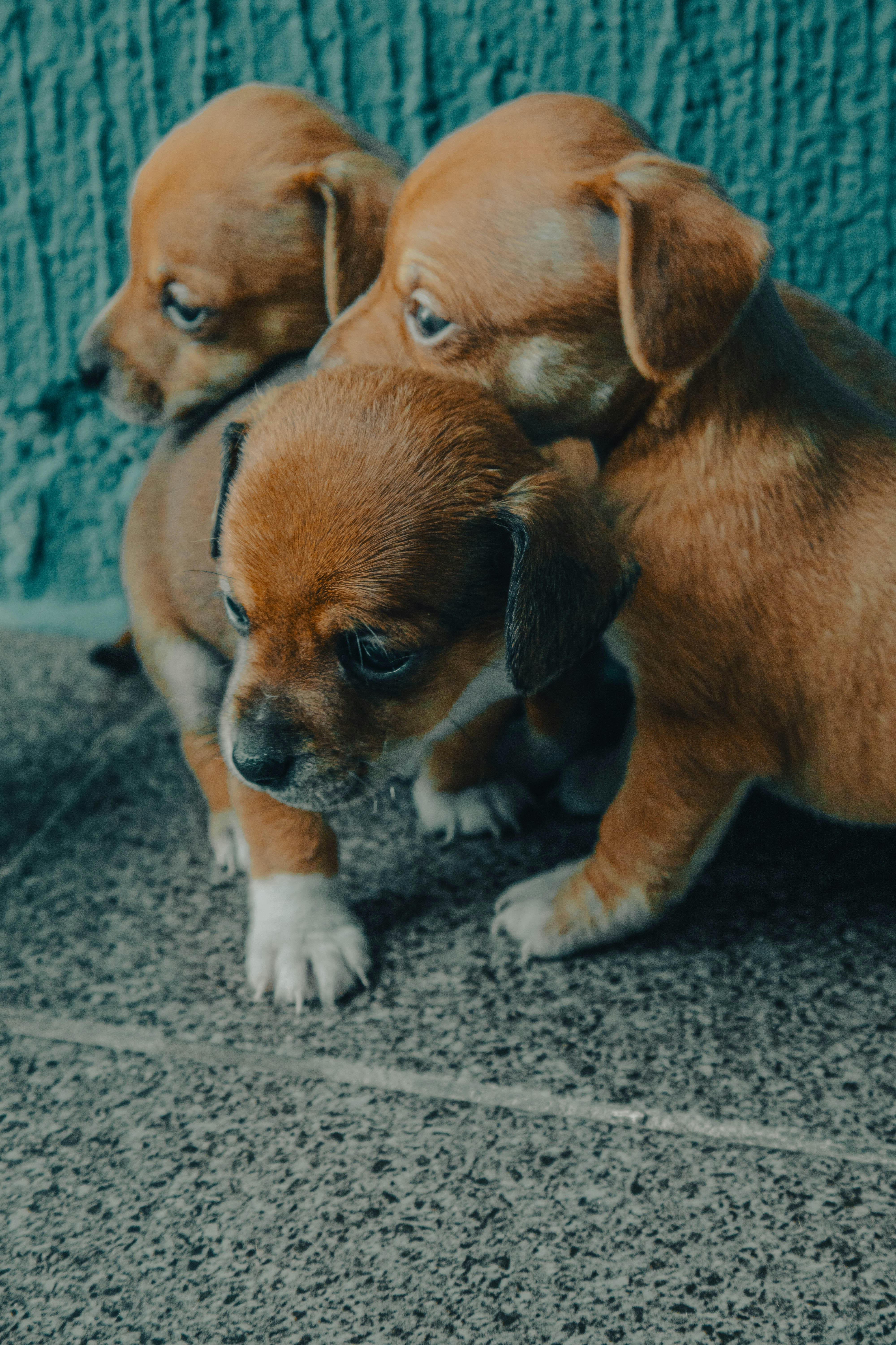 Three small puppies huddle together on a textured concrete surface near a teal wall, their warm coats contrasting the cool background. This close-up captures their tentative curiosity and companionship.