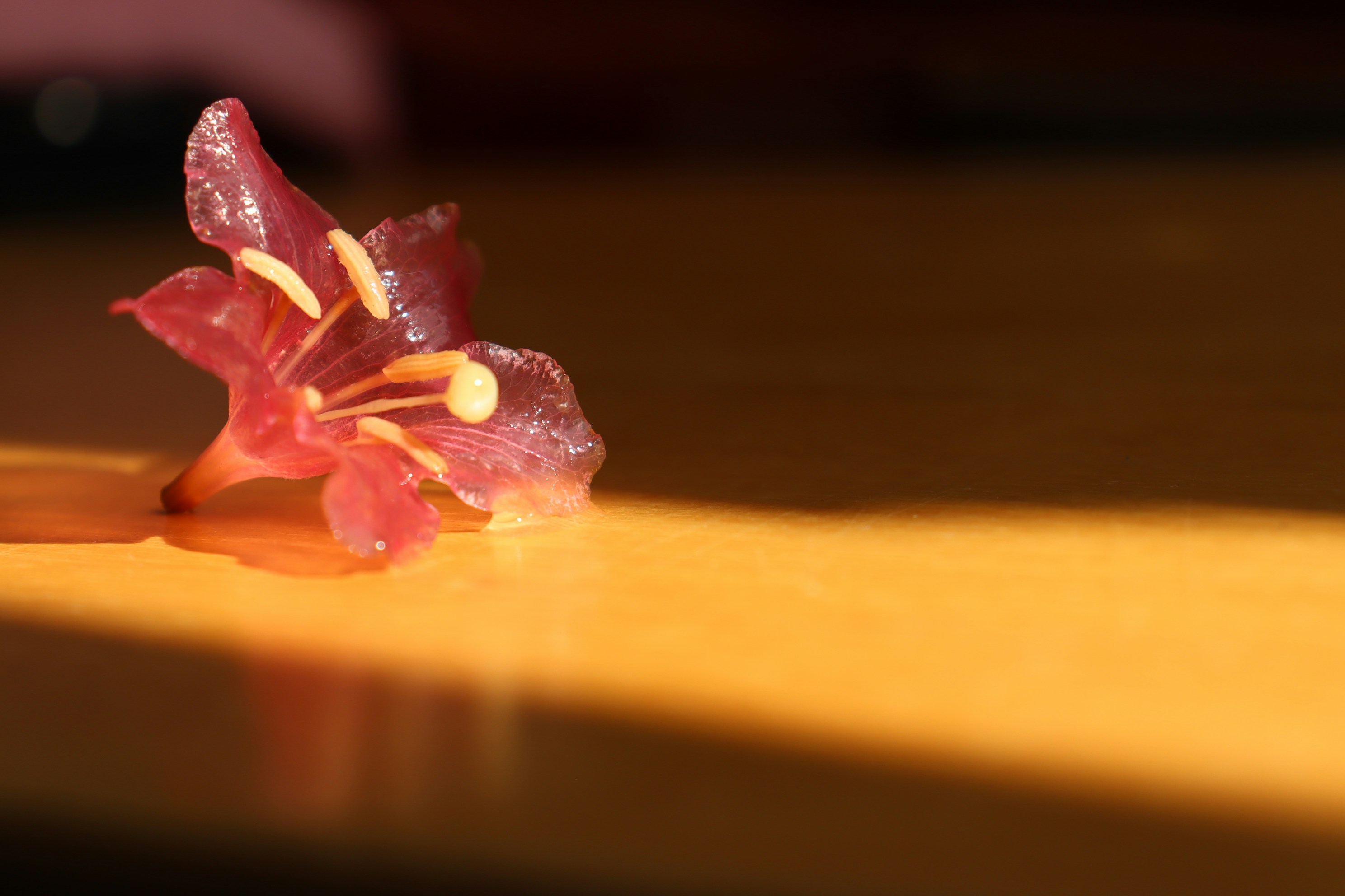 Petal in Focus: A Tiny Bloom on a Golden Stage
