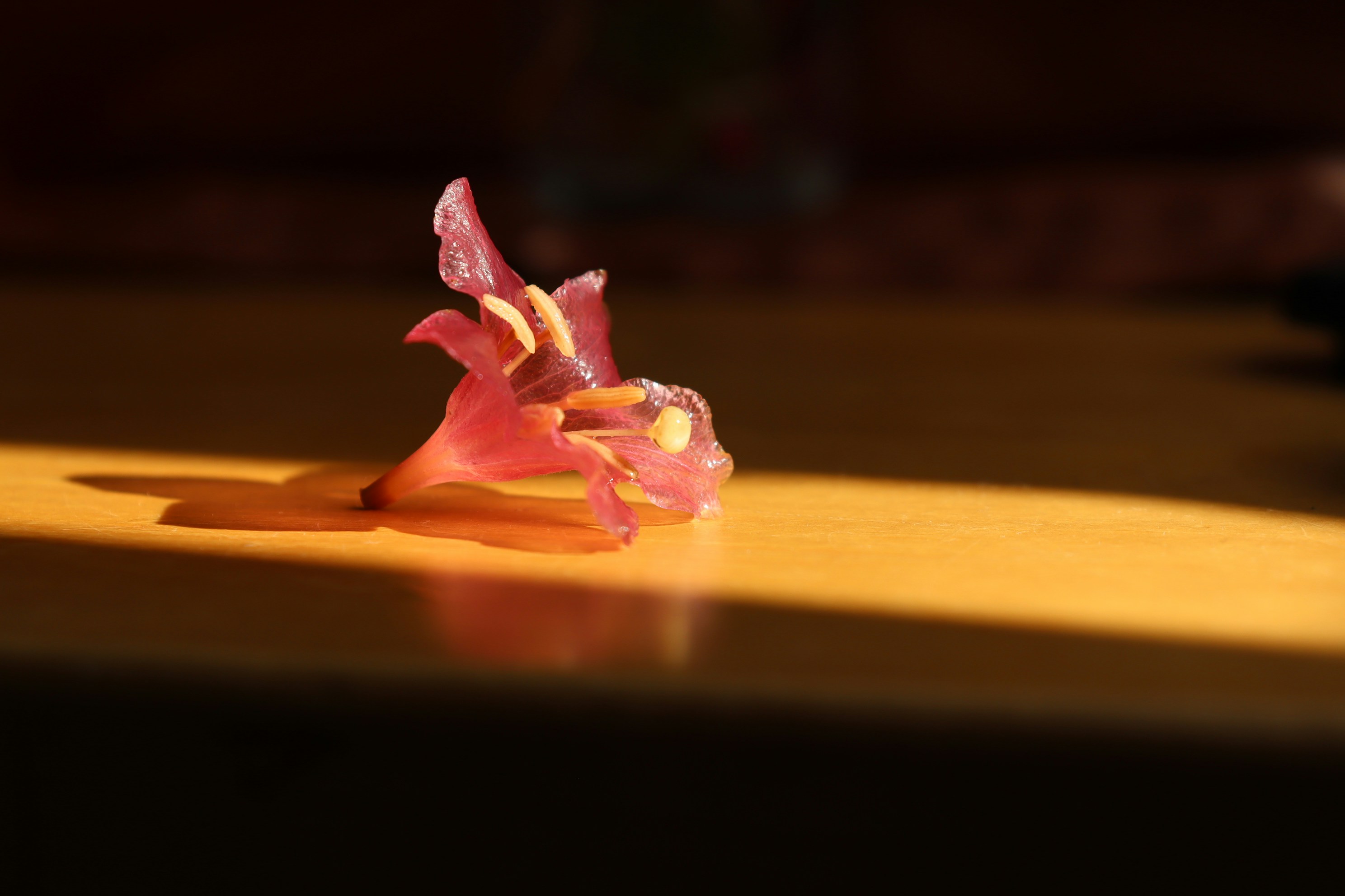 Ray of Spotlight on a Fragile Bloom