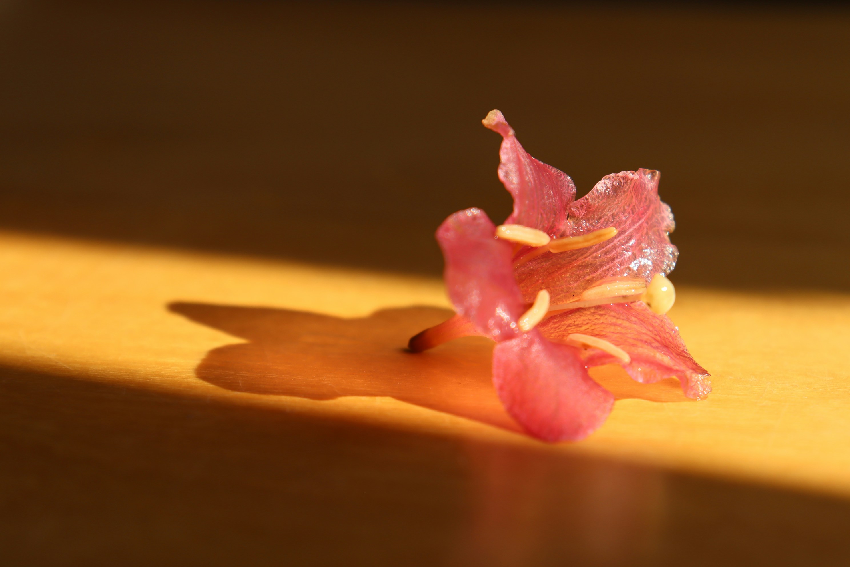 Sunlit Pink Bloom Resting in a Quiet Glow