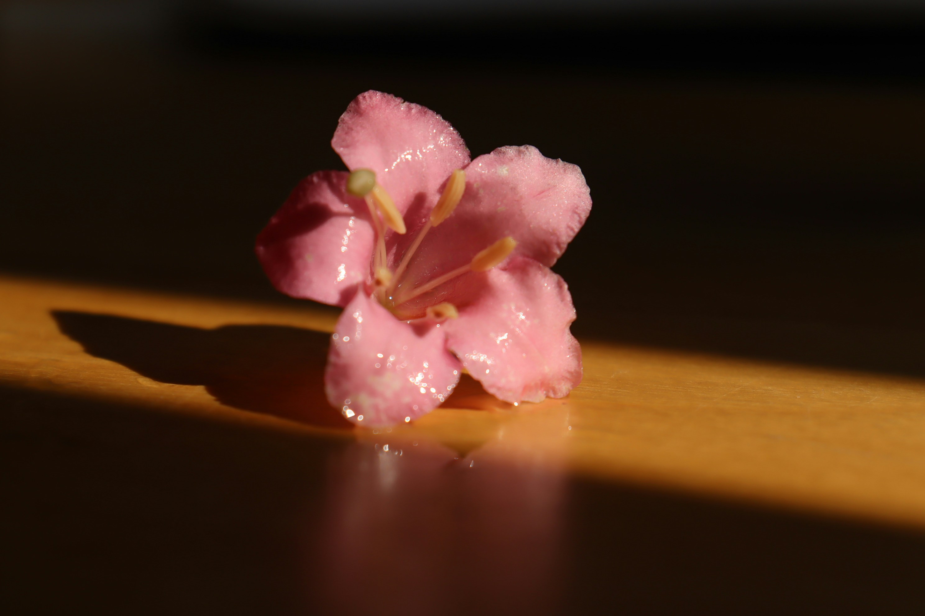 Pink blossom in a single spotlight on a wooden stage