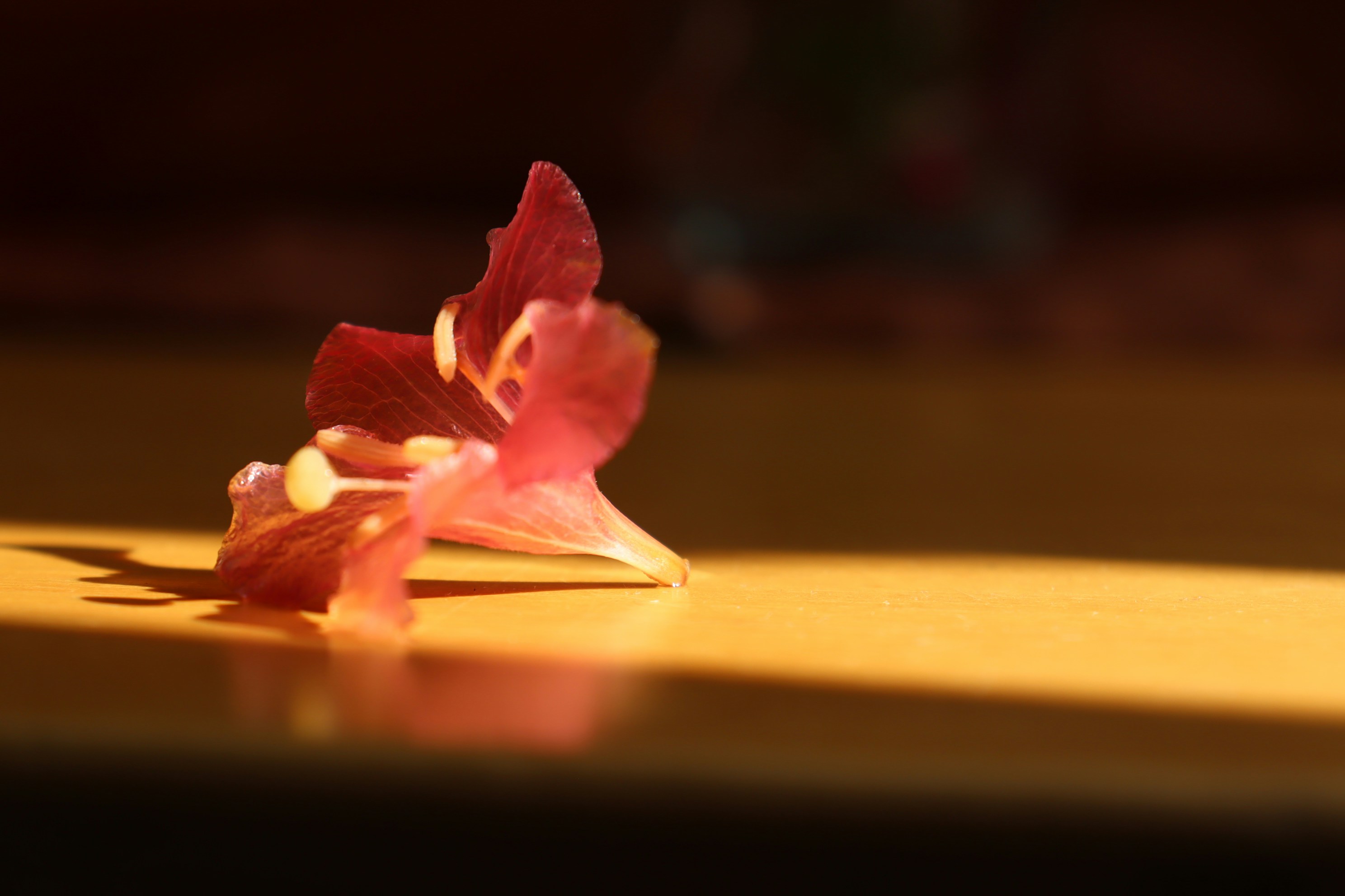 Single Pink Orchid Petal Cast in Warm Spotlight