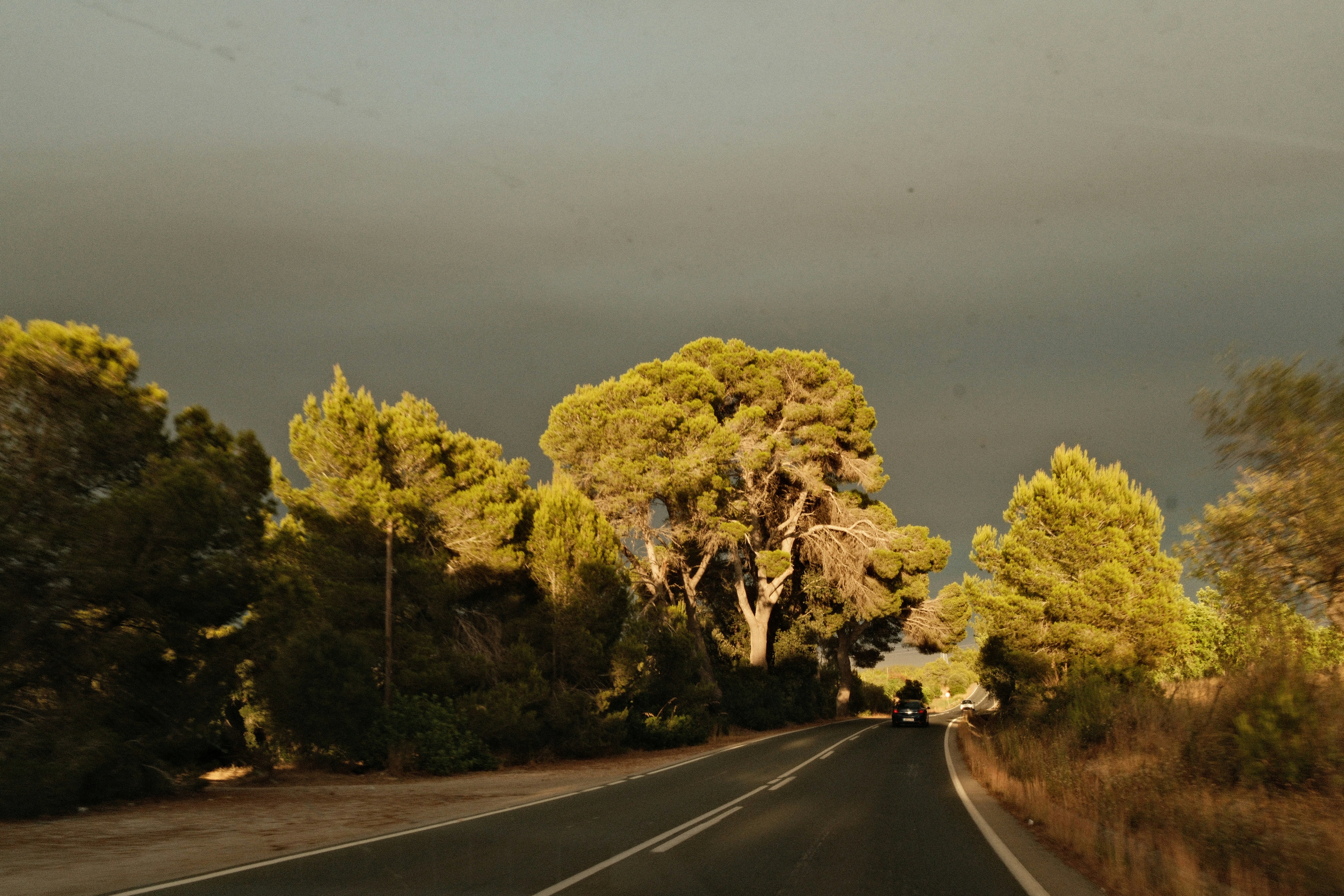 Sunlit Pines on a Quiet Winding Road