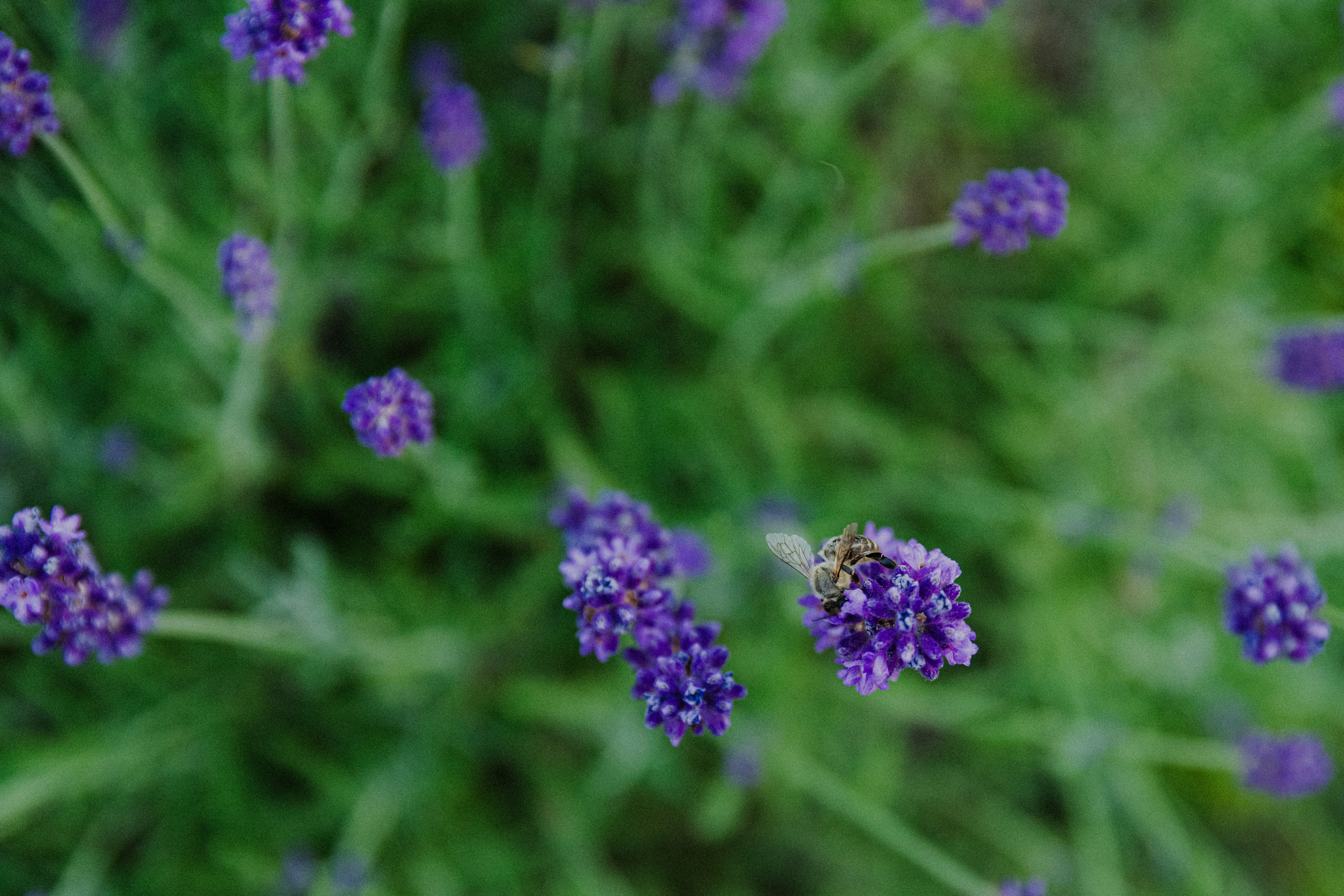 Buzzing in a Lavender Wave