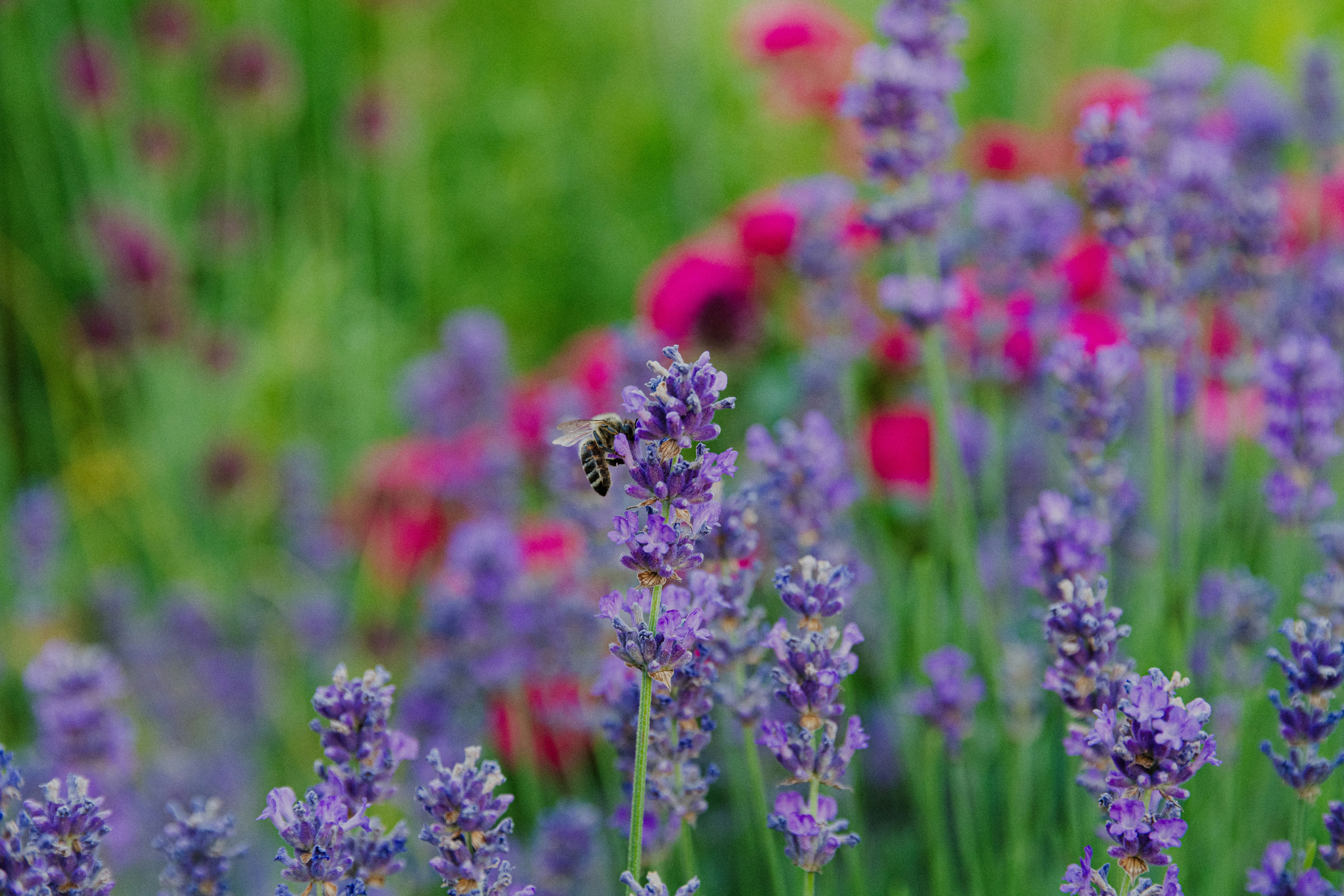 Hovering Nectar: A Bee Among Lavender in Soft Focus Bloom