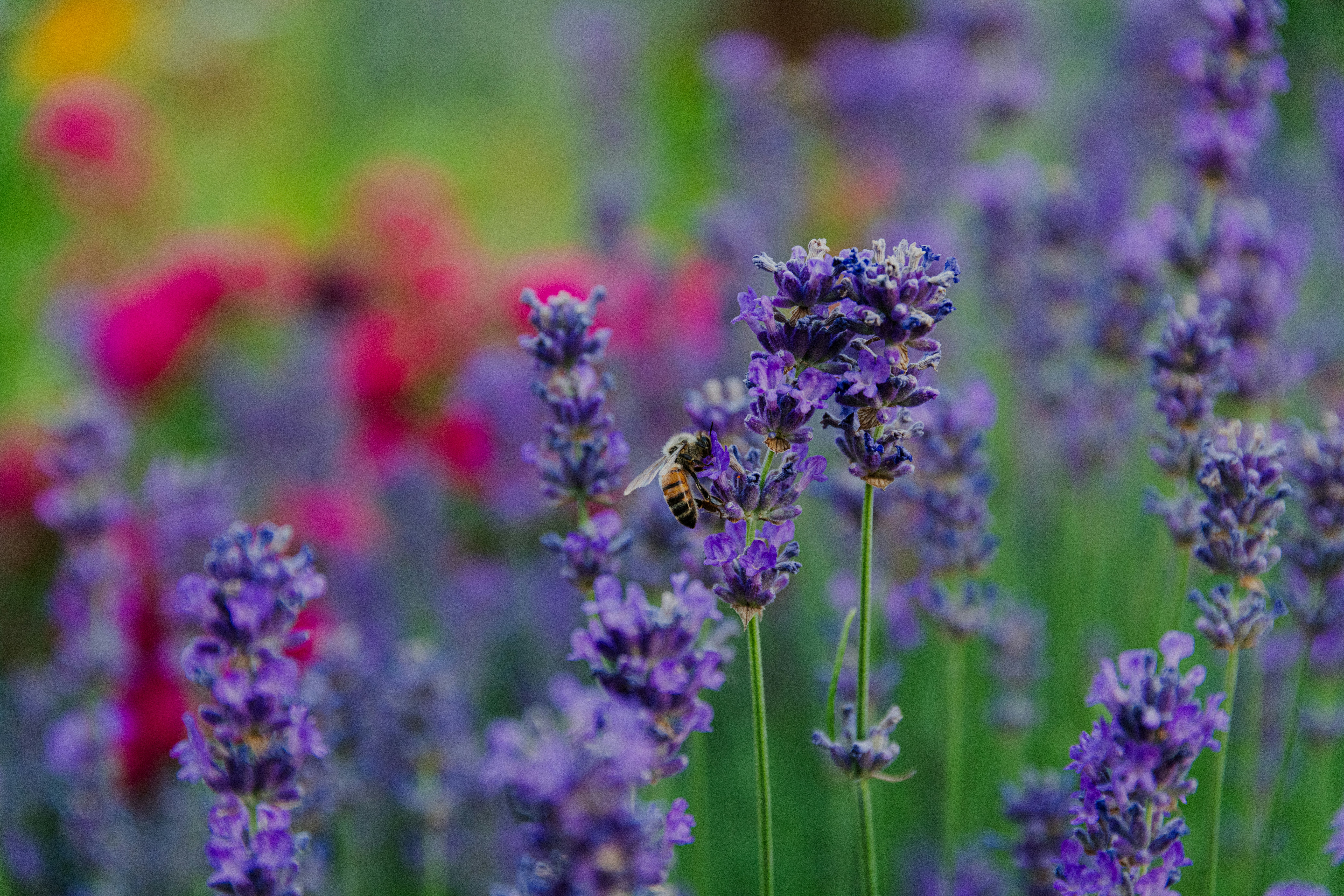 Bee Ascent Among Lavender Towers